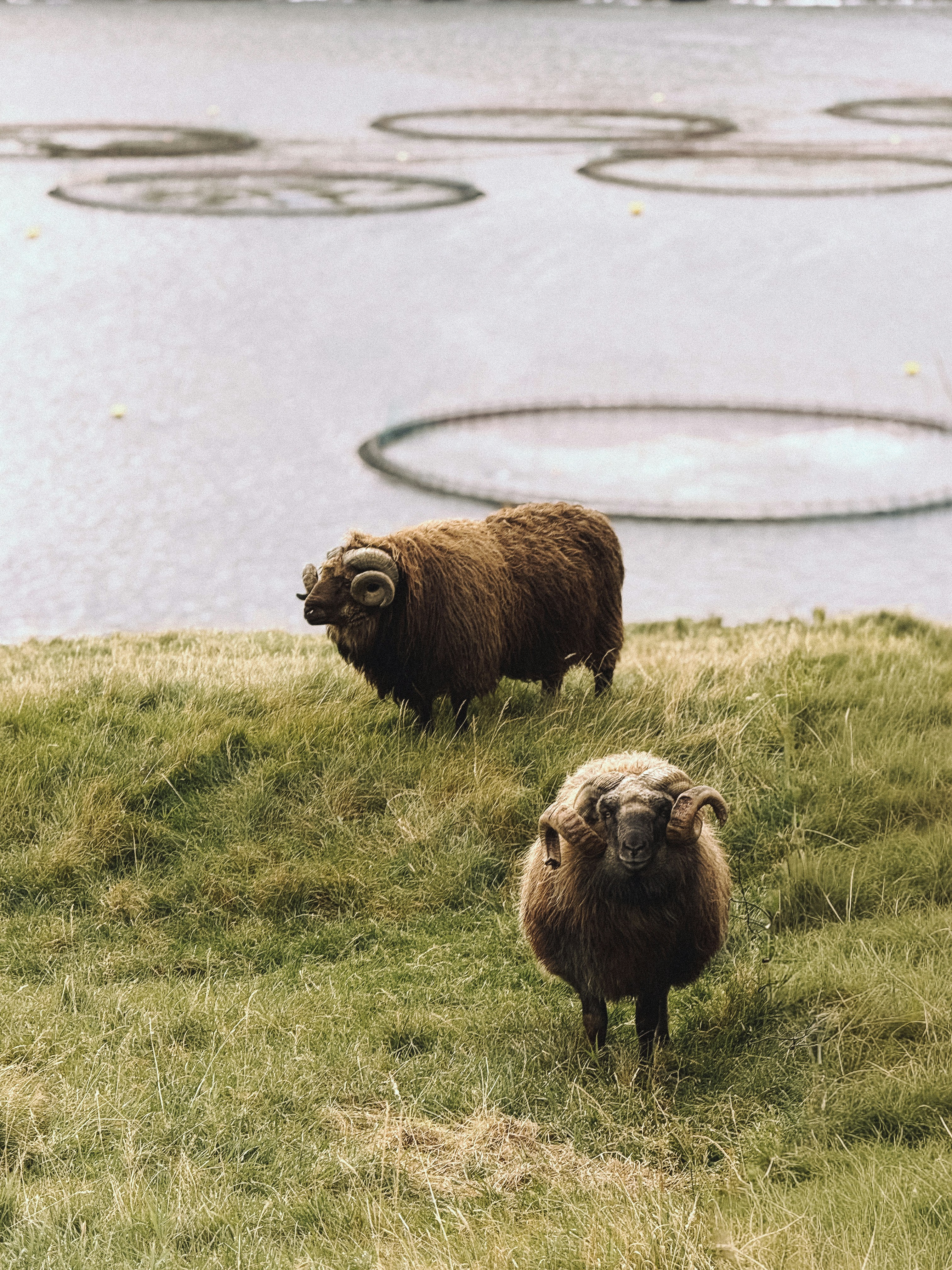 Echoes of the Highlands: Sheep Amidst Tranquil Waters