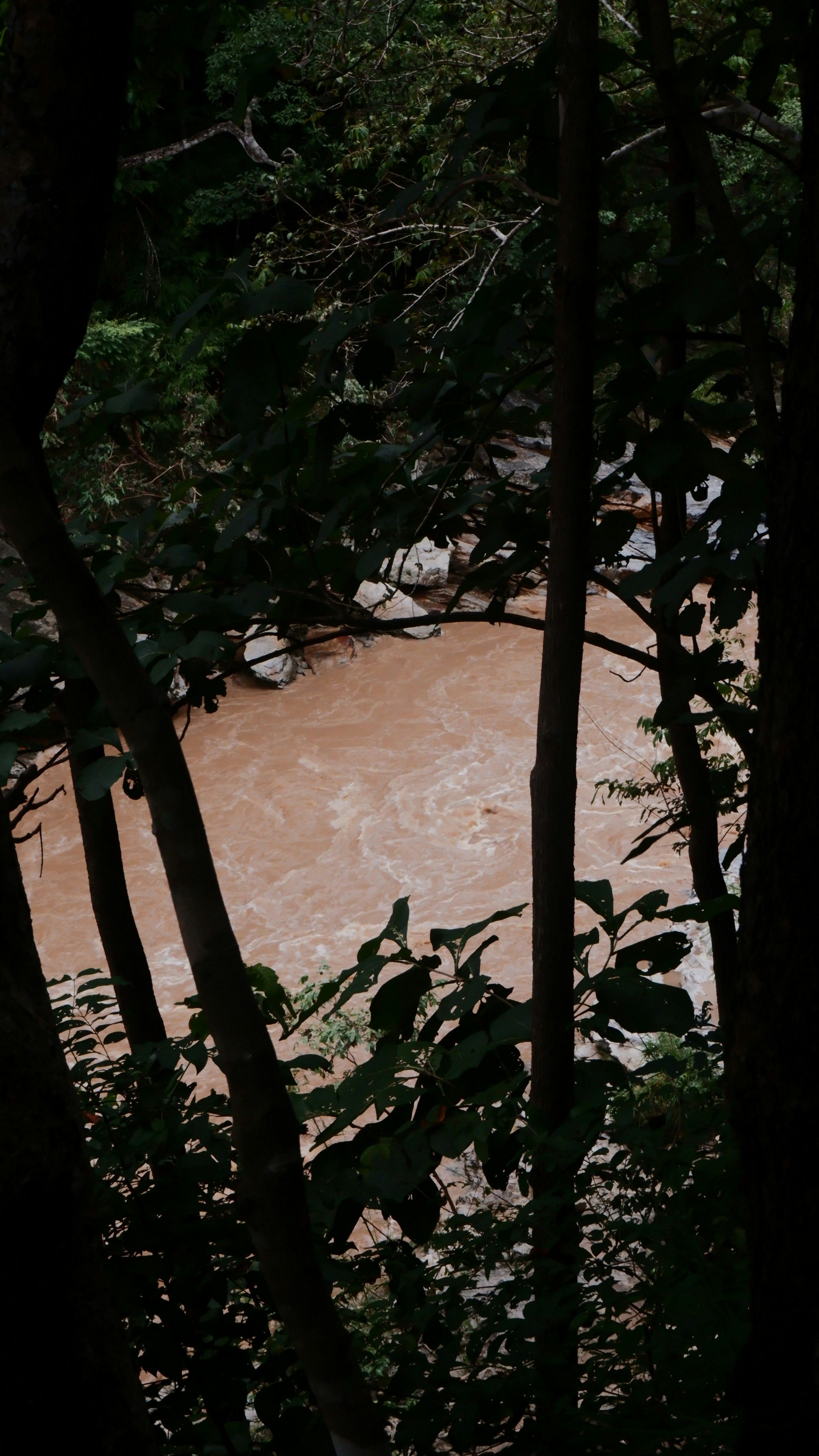 El río fangoso fluye a través de un bosque oscuro. foto – Imagen de Bosque oscuro gratuita en ...