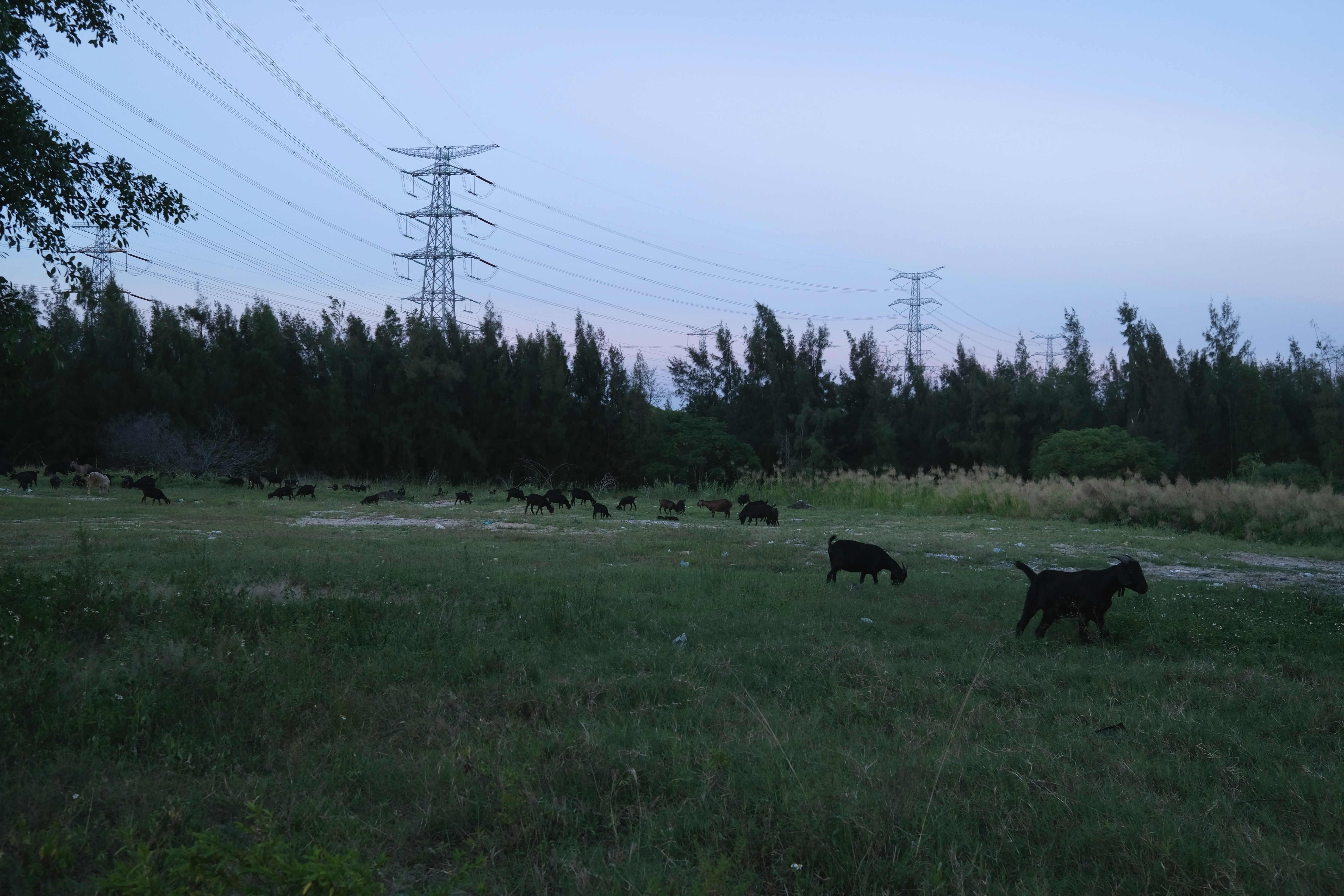 Grazing Shadows at Dusk