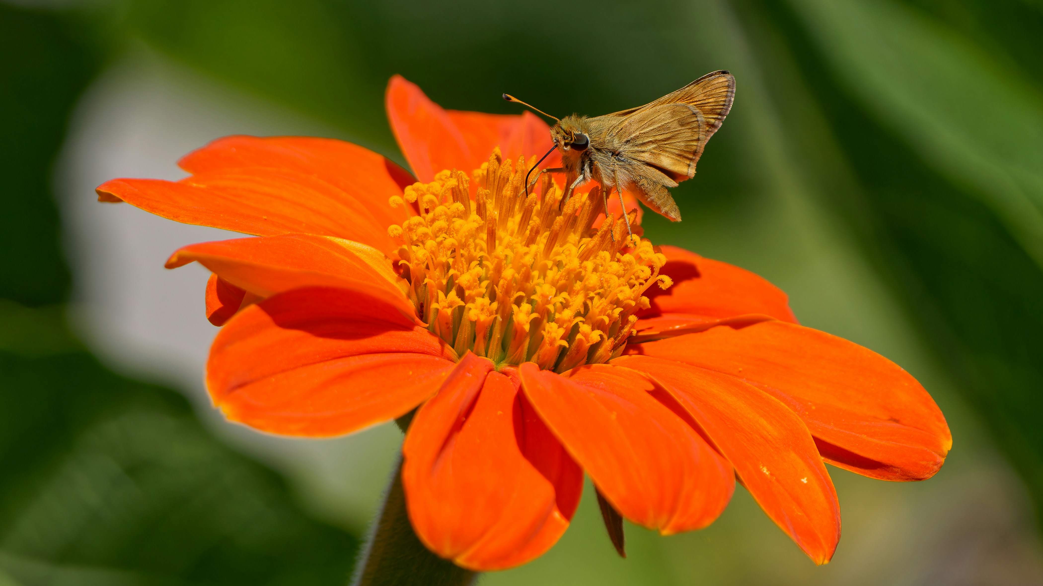 Skipper butterfly perched on vibrant orange flower, showcasing the delicate balance of nature. The intricate details of the flower's center and the butterfly's wings are highlighted.