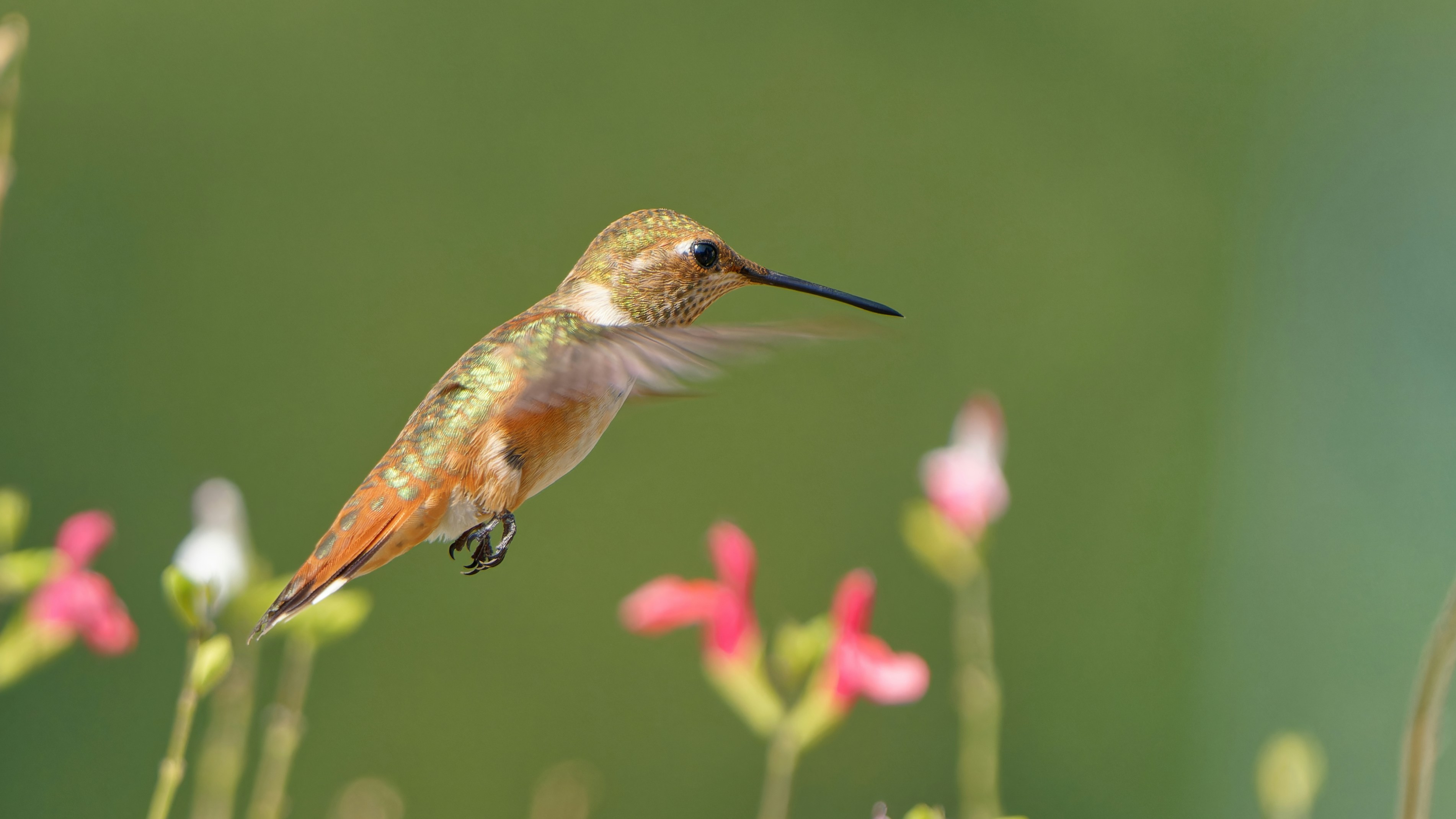 A Dance of Wings: The Hummingbird's Grace