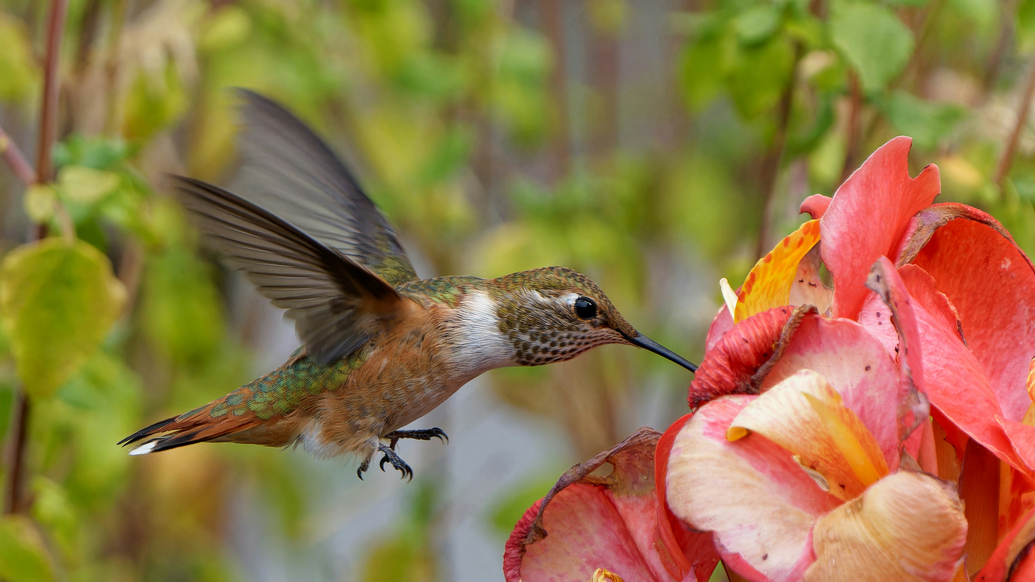 Nectar Pursuit: A Hummingbird Dives Toward a Pink Rose