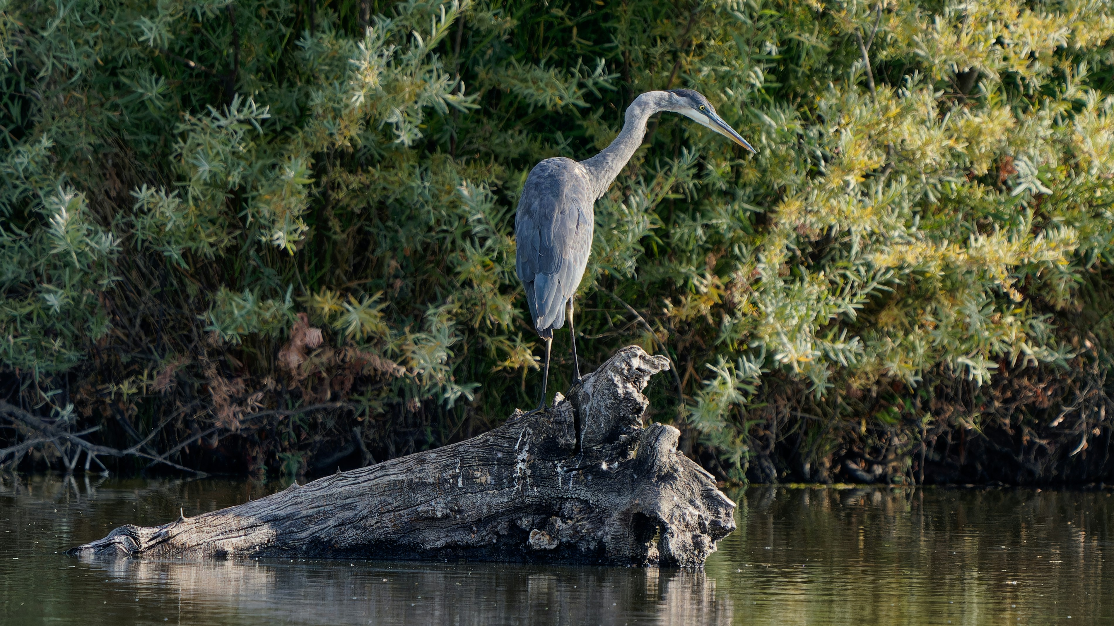 A great blue heron perched elegantly on a weathered log in tranquil waters, surrounded by lush greenery.