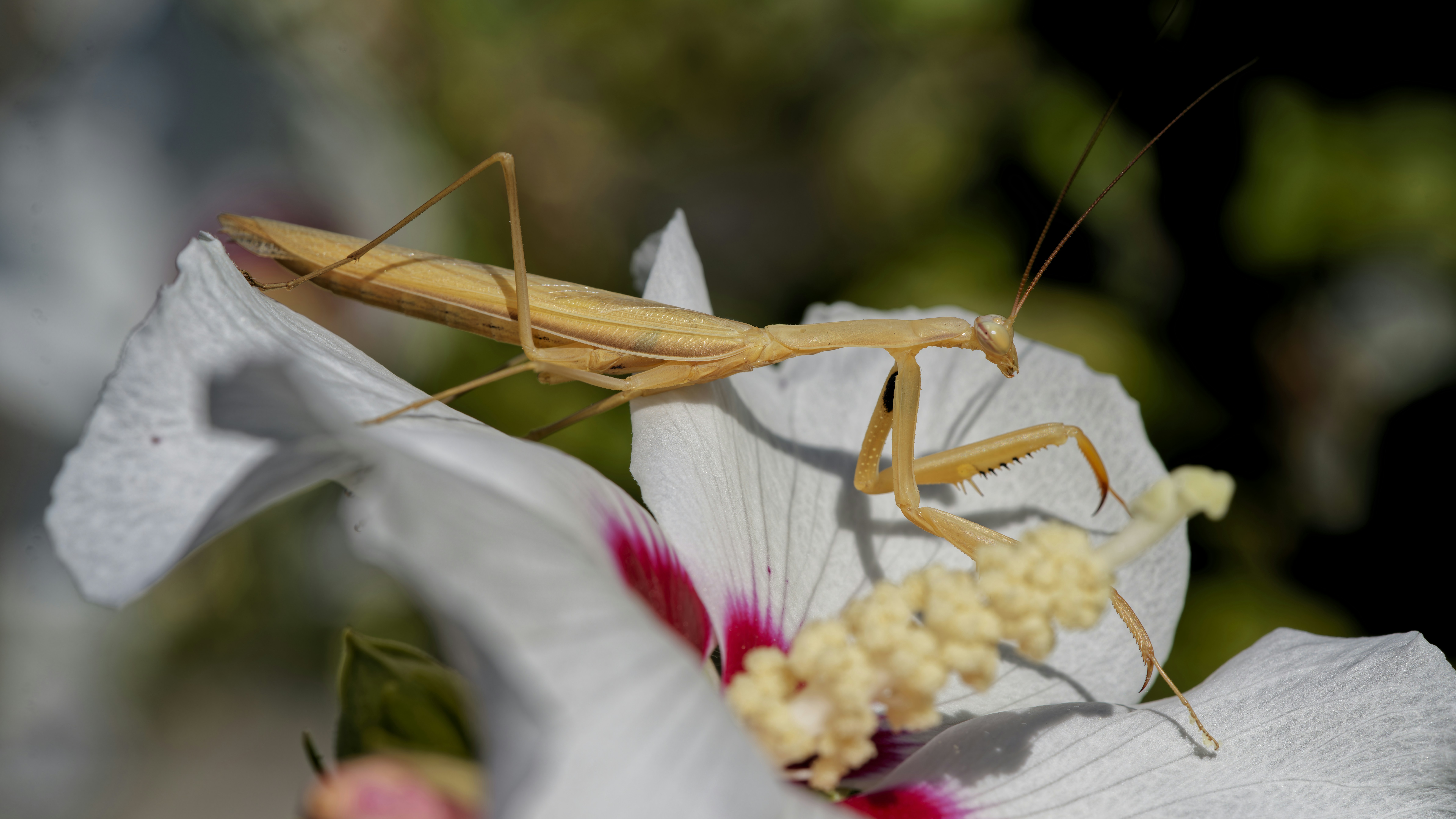 Nature's Intricate Dancer: A Praying Mantis on Blooming Hibiscus