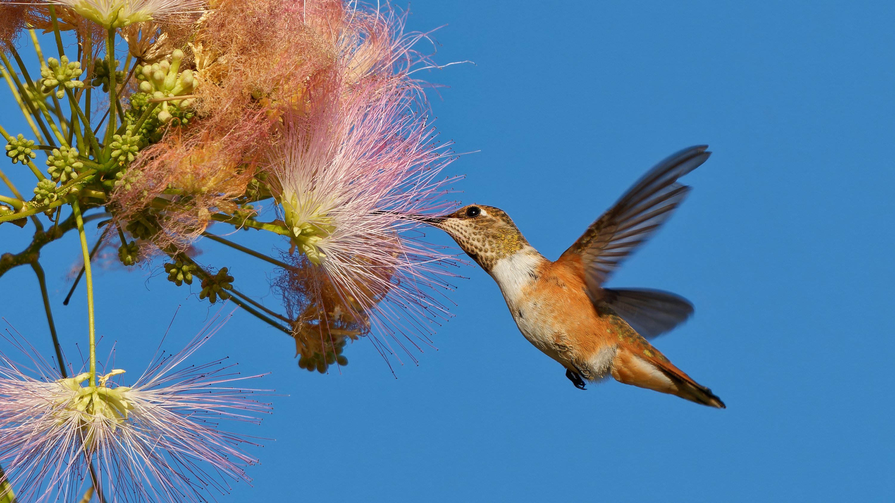 Whispers of Nature: The Hummingbird's Dance