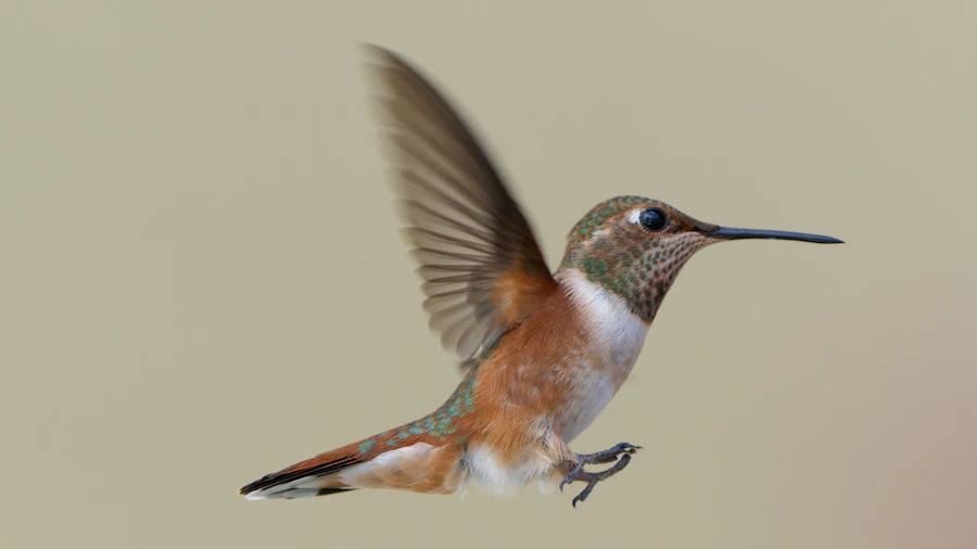 A hummingbird hovers in side profile against a soft beige background, its wings blurred in motion and iridescent feathers catching the light.