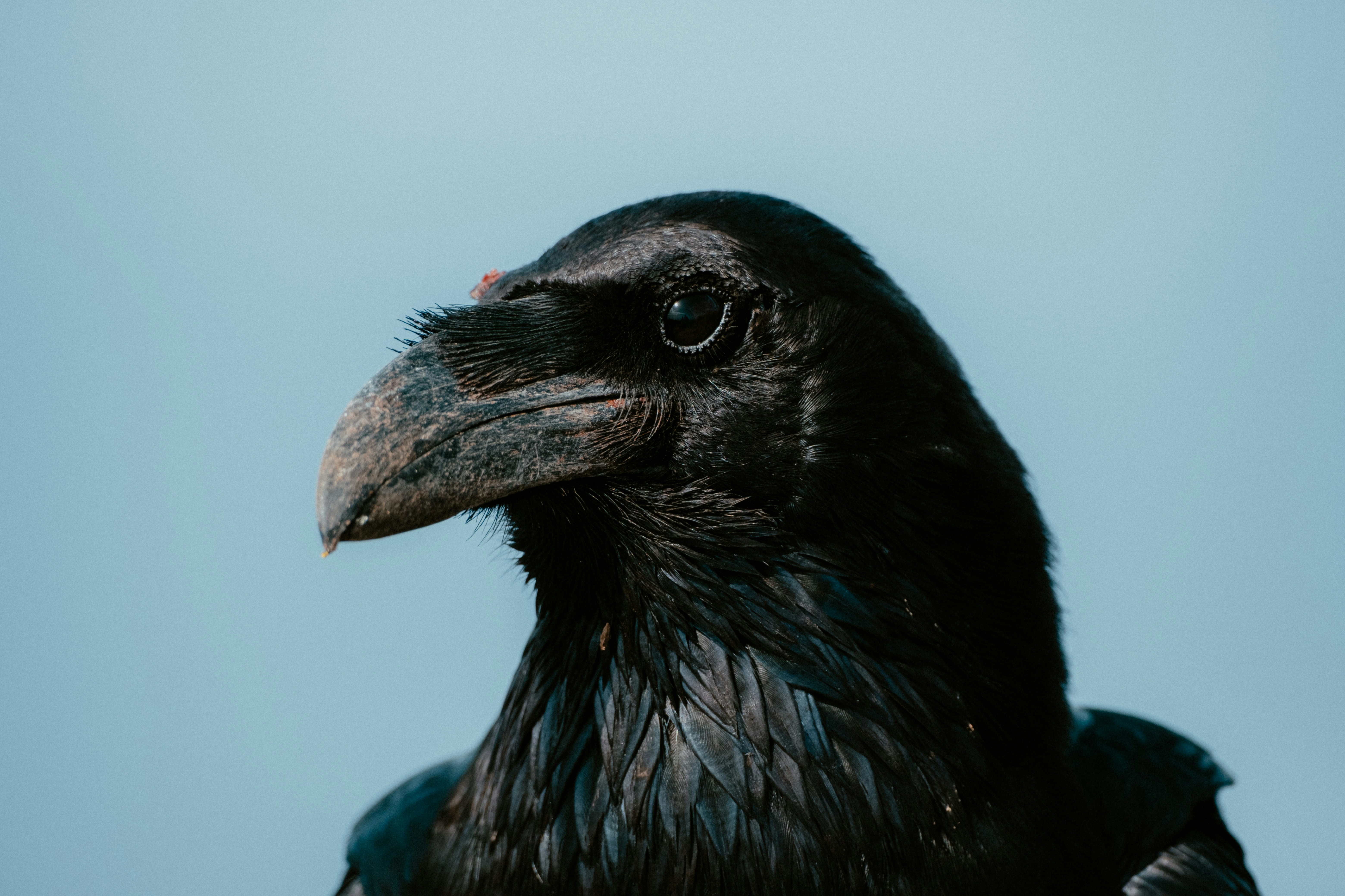 Close up of a black raven against a blue sky