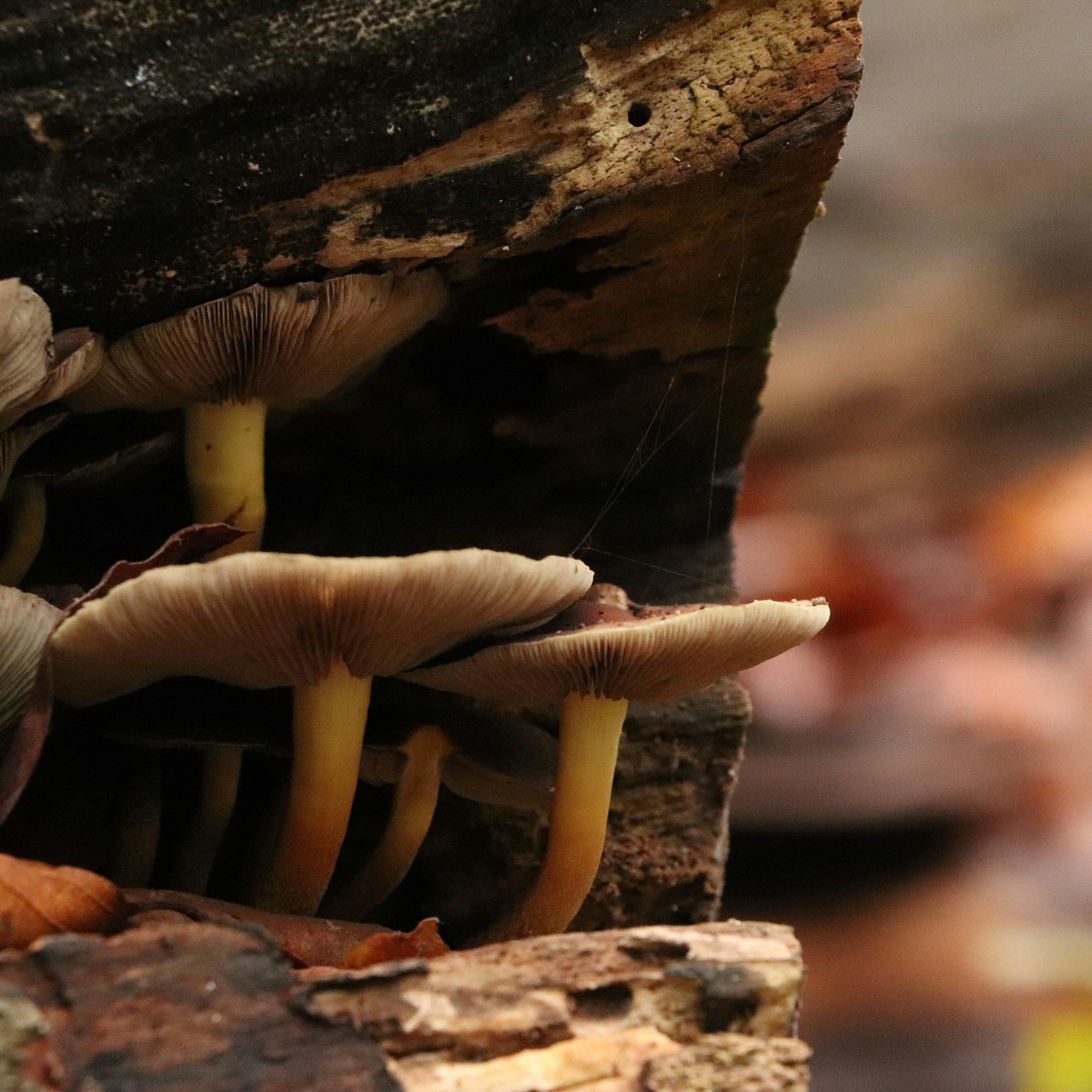 Mushrooms growing on a decaying log