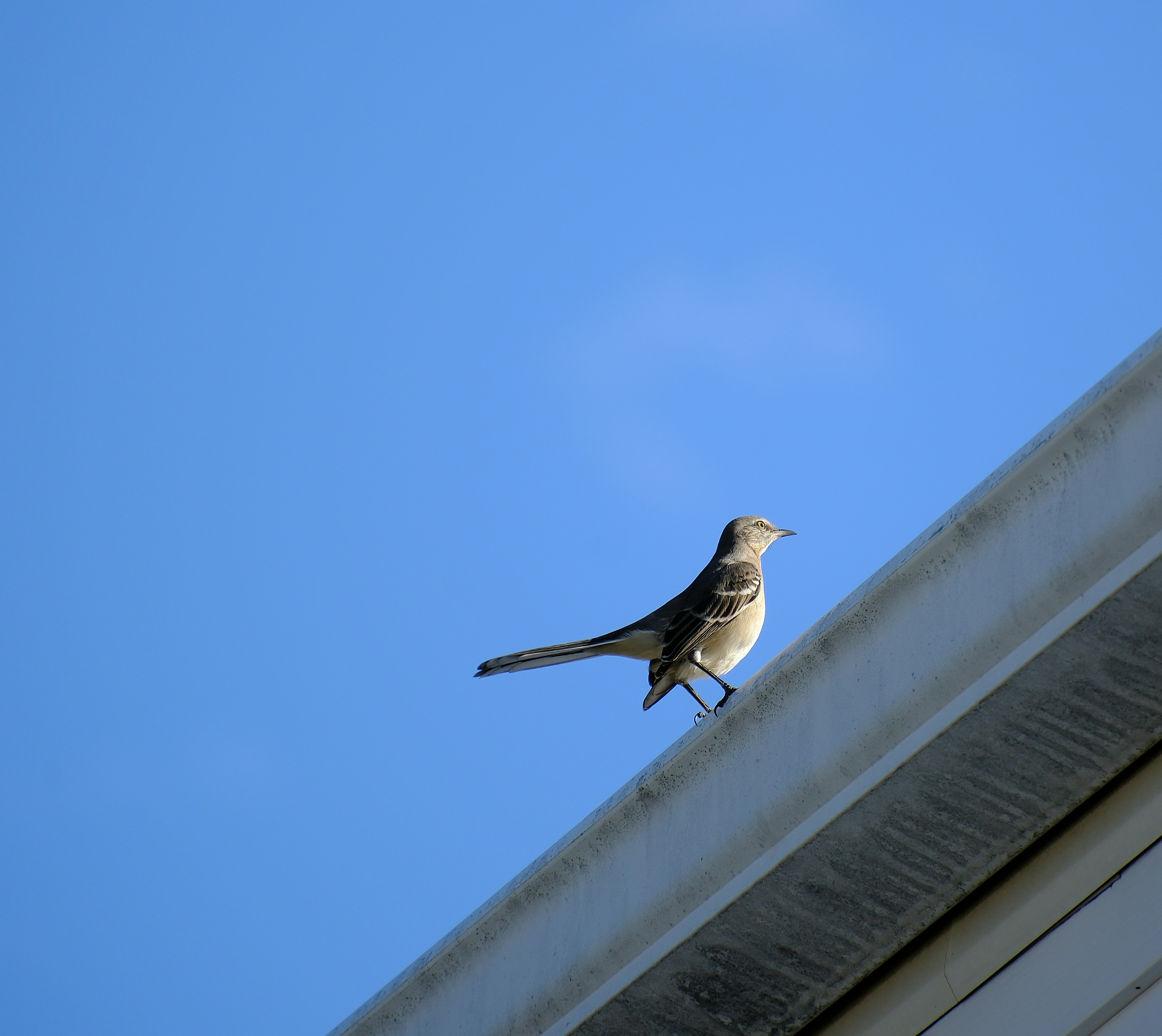 A northern mocking bird on a gutter | A bird perched on a white roof edge.