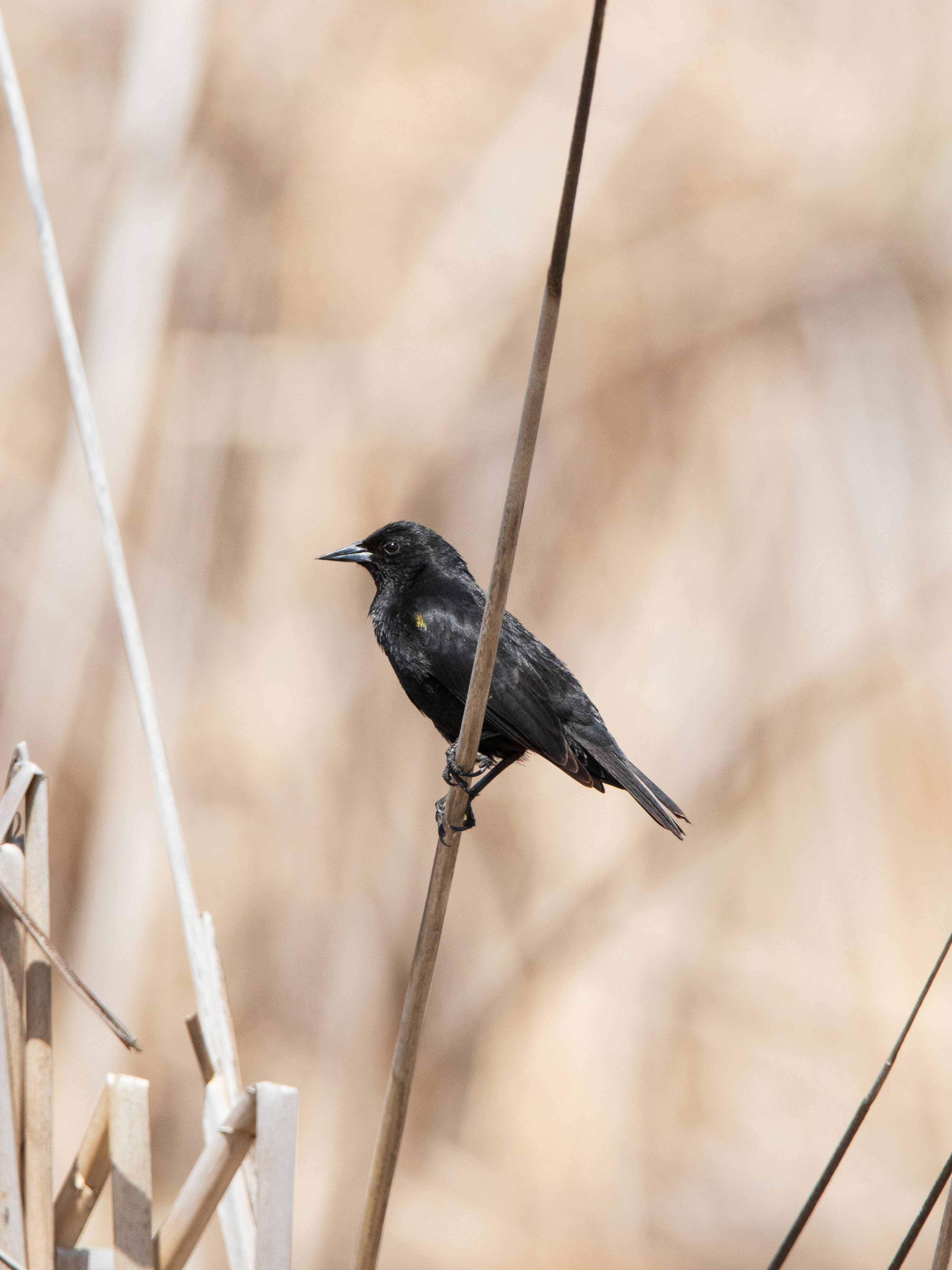 A blackbird perched on a thin reed, surrounded by a blurred backdrop of dry grasses. The bird's subtle details contrast with the soft, muted colors of its environment.