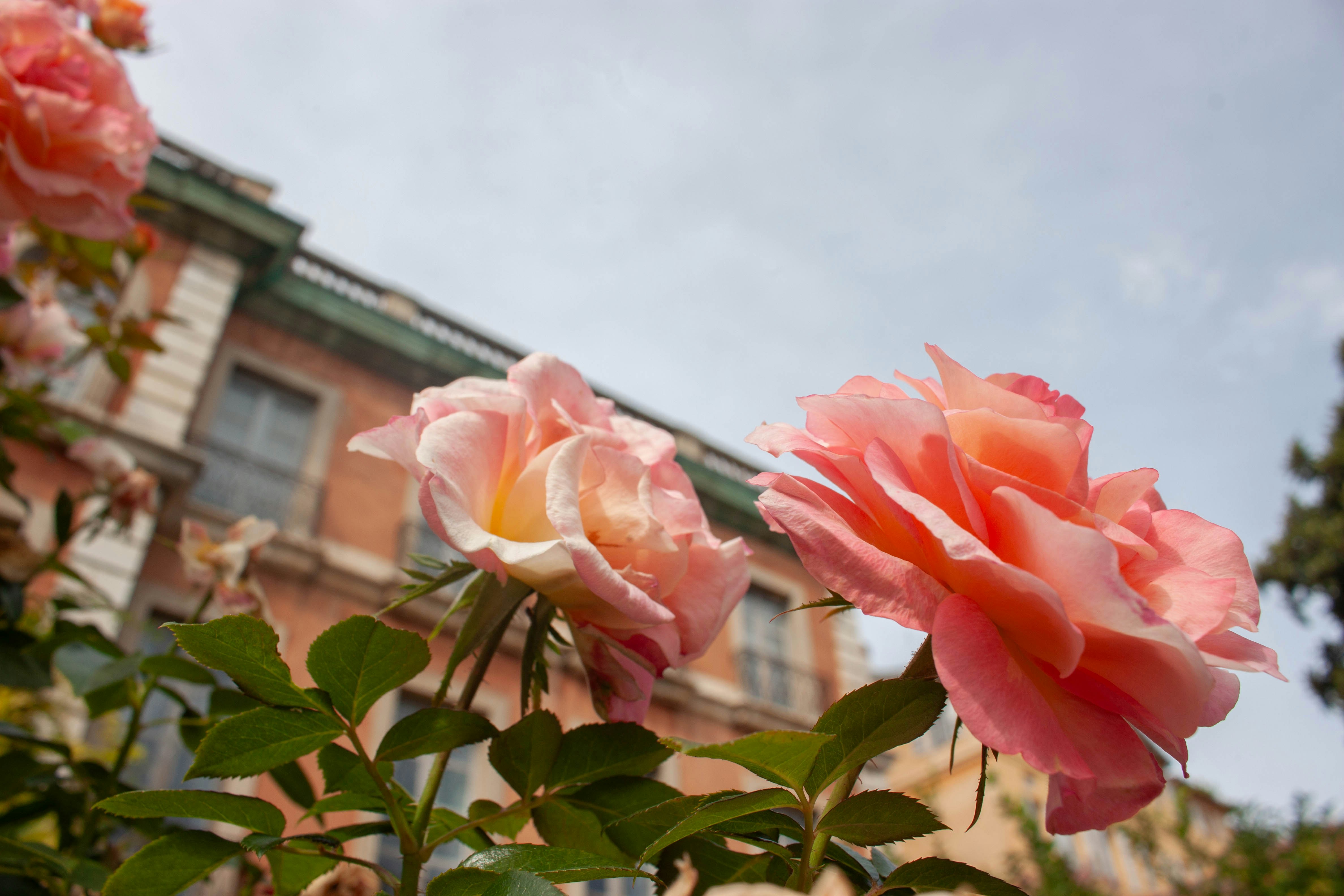 Whispers of Blooming Elegance