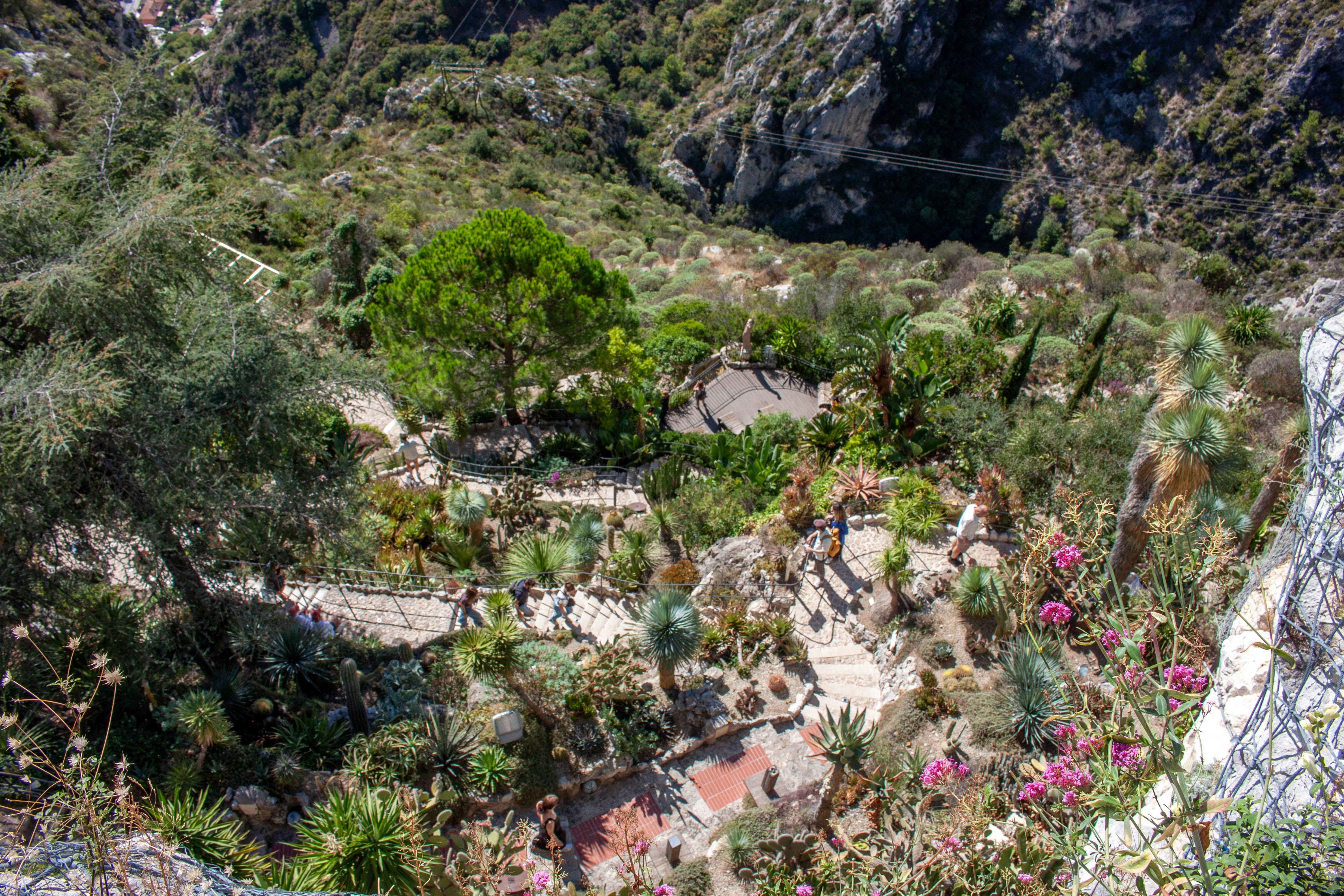 A Serpent of Green: The Garden Path Unfolds