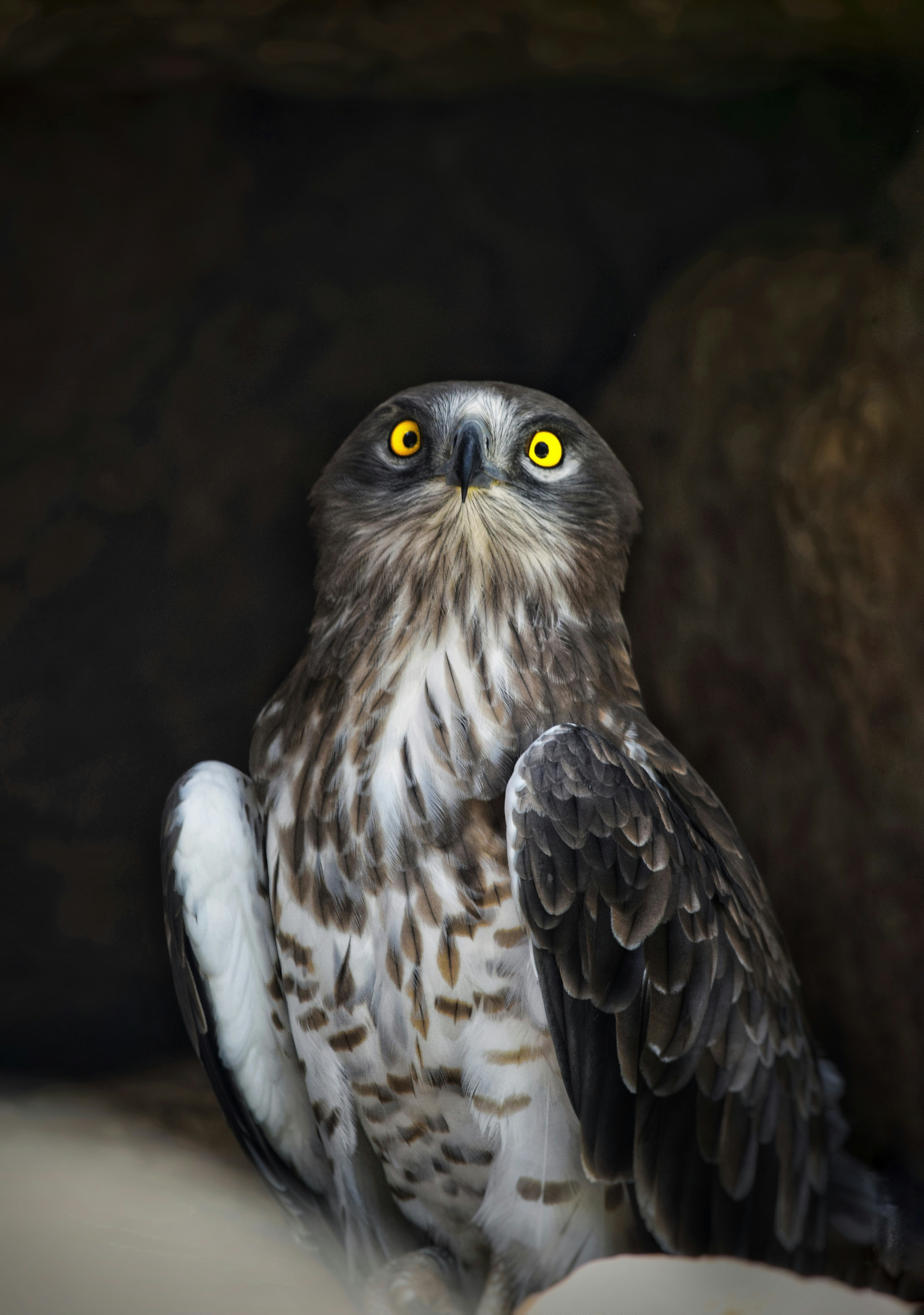 Look at me! (Short toed snake eagle) | A hawk with bright yellow eyes looks up.