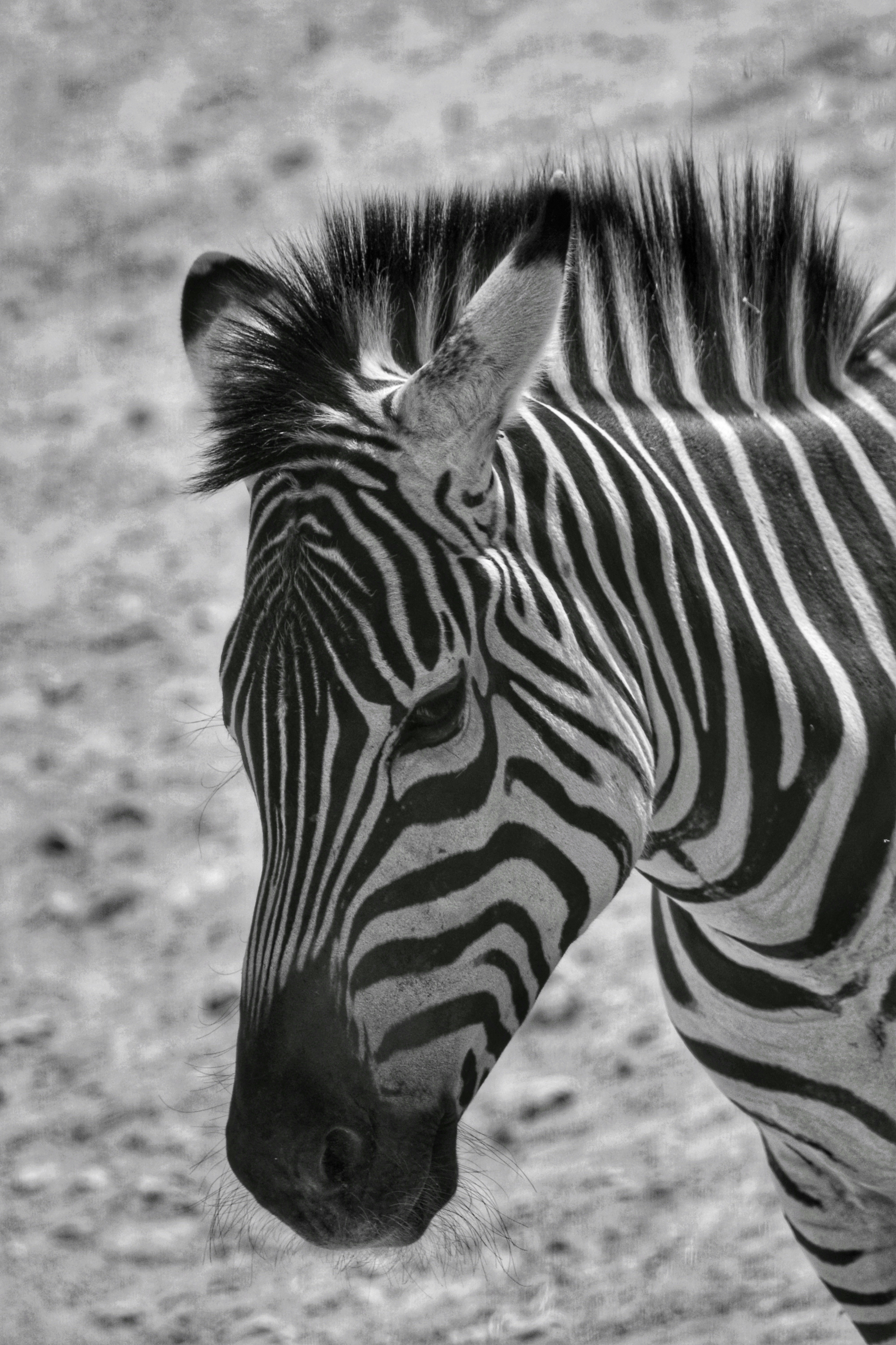 Stripes in Monochrome: The Essence of a Zebra