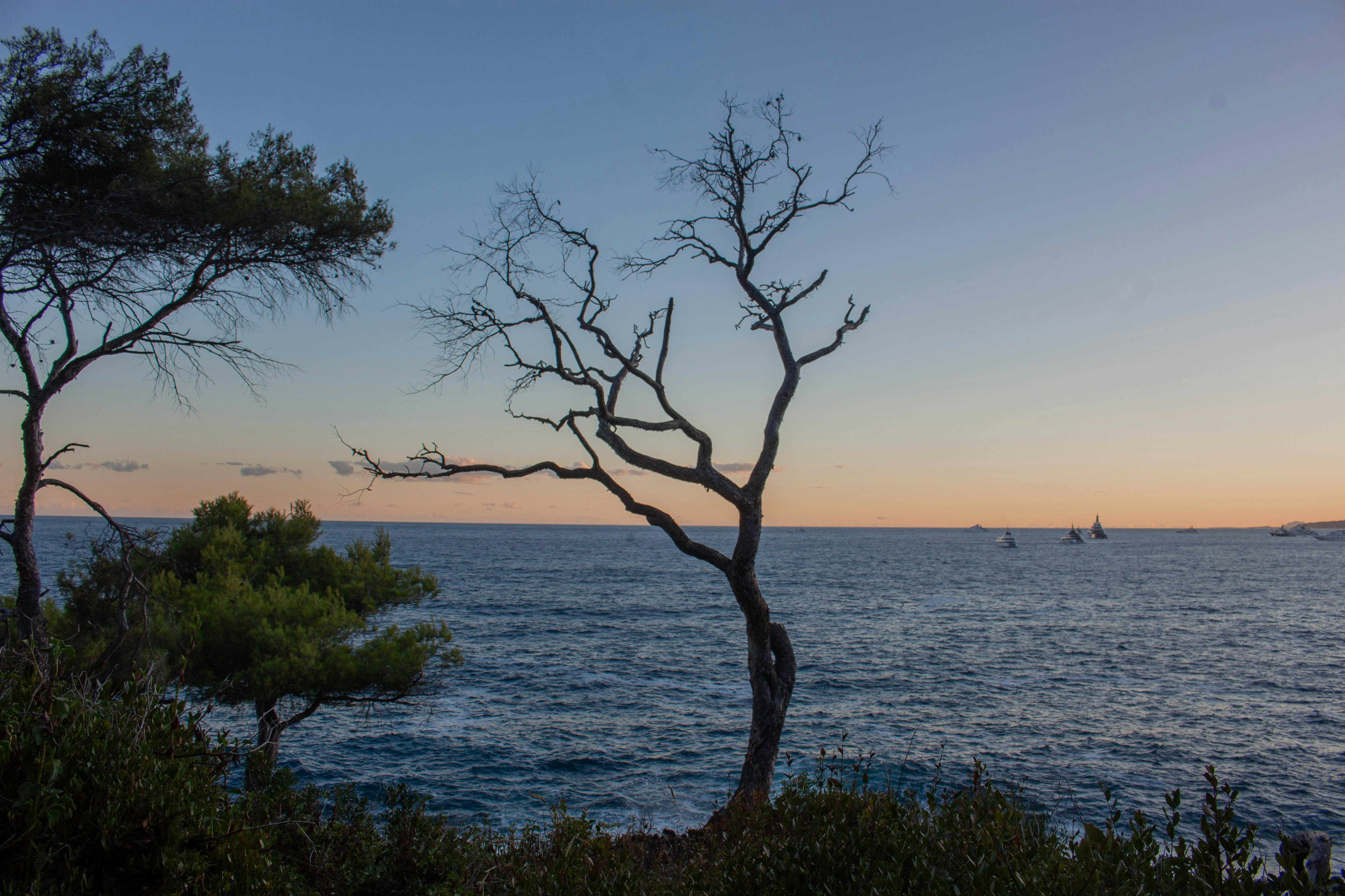 Bare tree silhouetted against a calm ocean sunset.