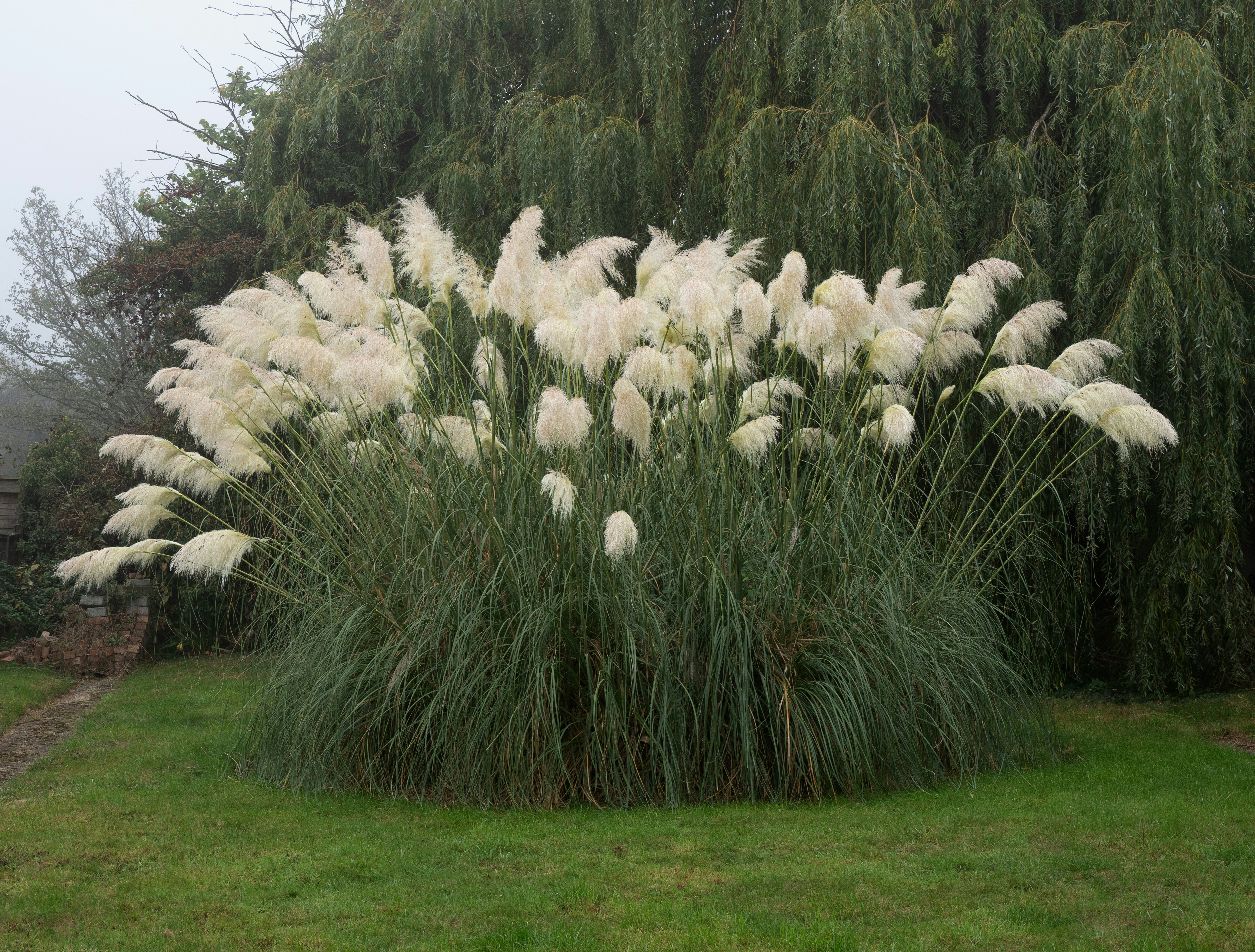 Lush pampas grass in full bloom, creating a soft, white cloud against a tranquil garden backdrop. The scene evokes a serene and natural atmosphere.