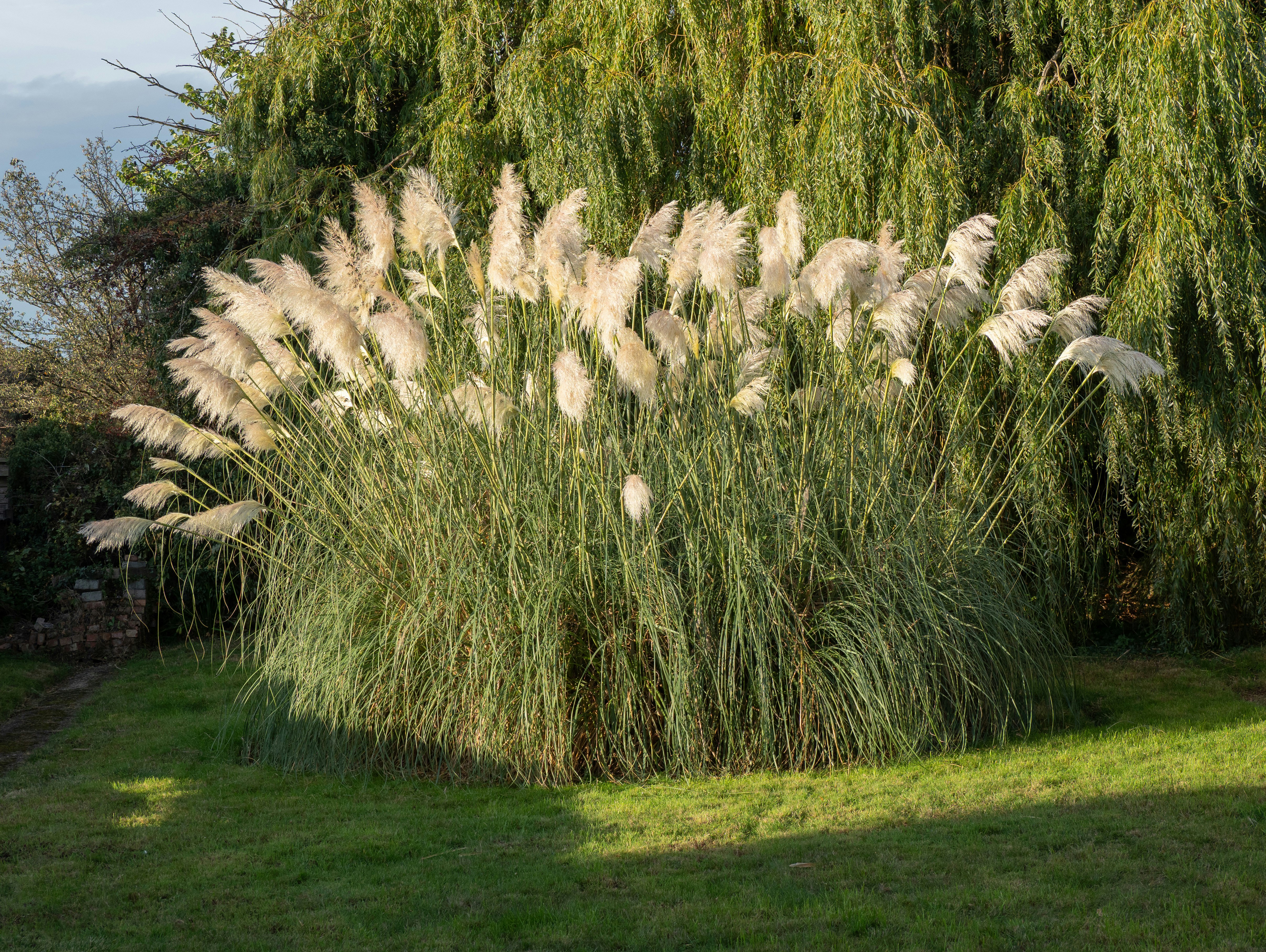 pampas grass | Tall pampas grass with feathery plumes in a garden.