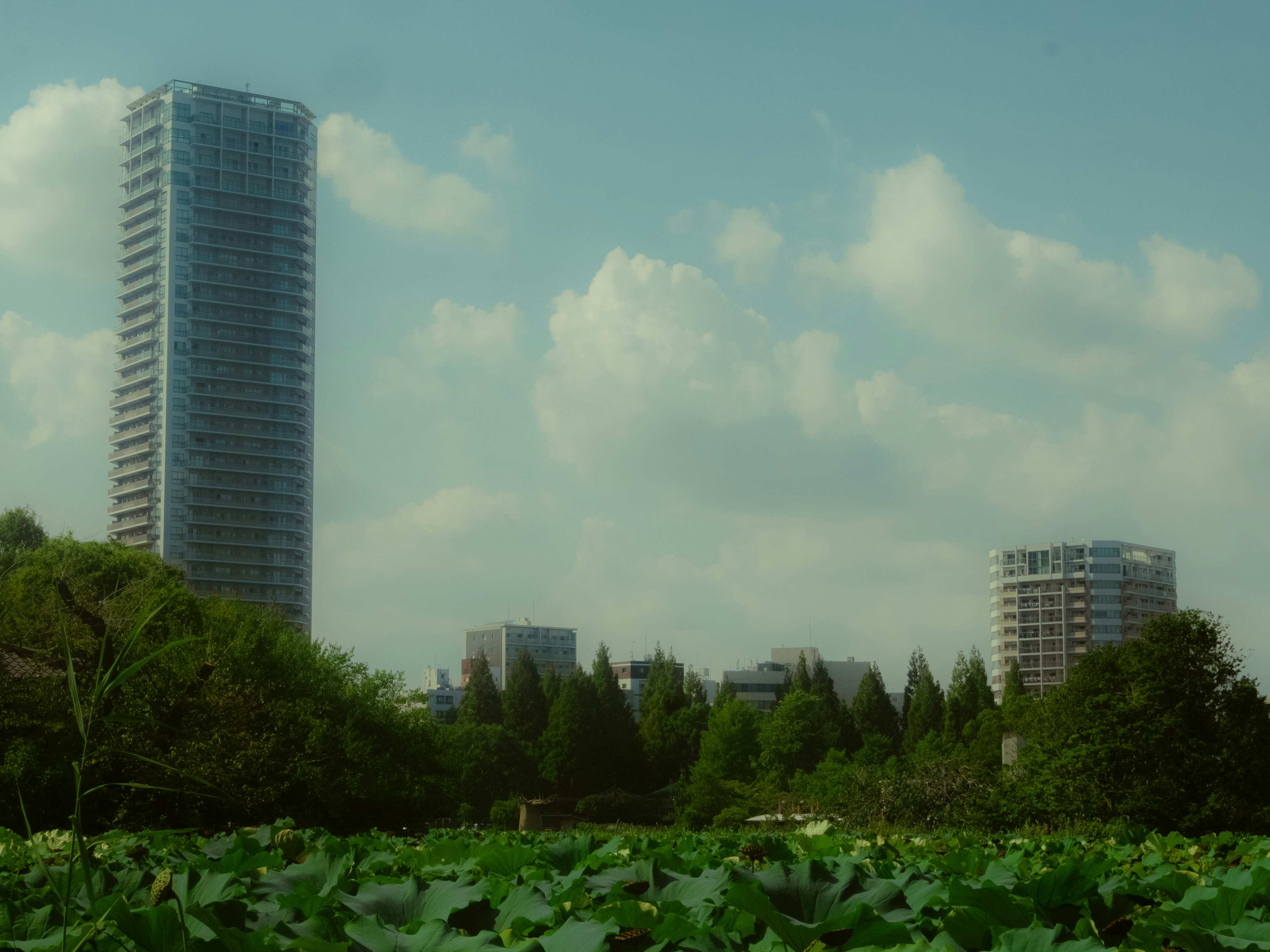 Urban Serenity Amidst Nature's Embrace
