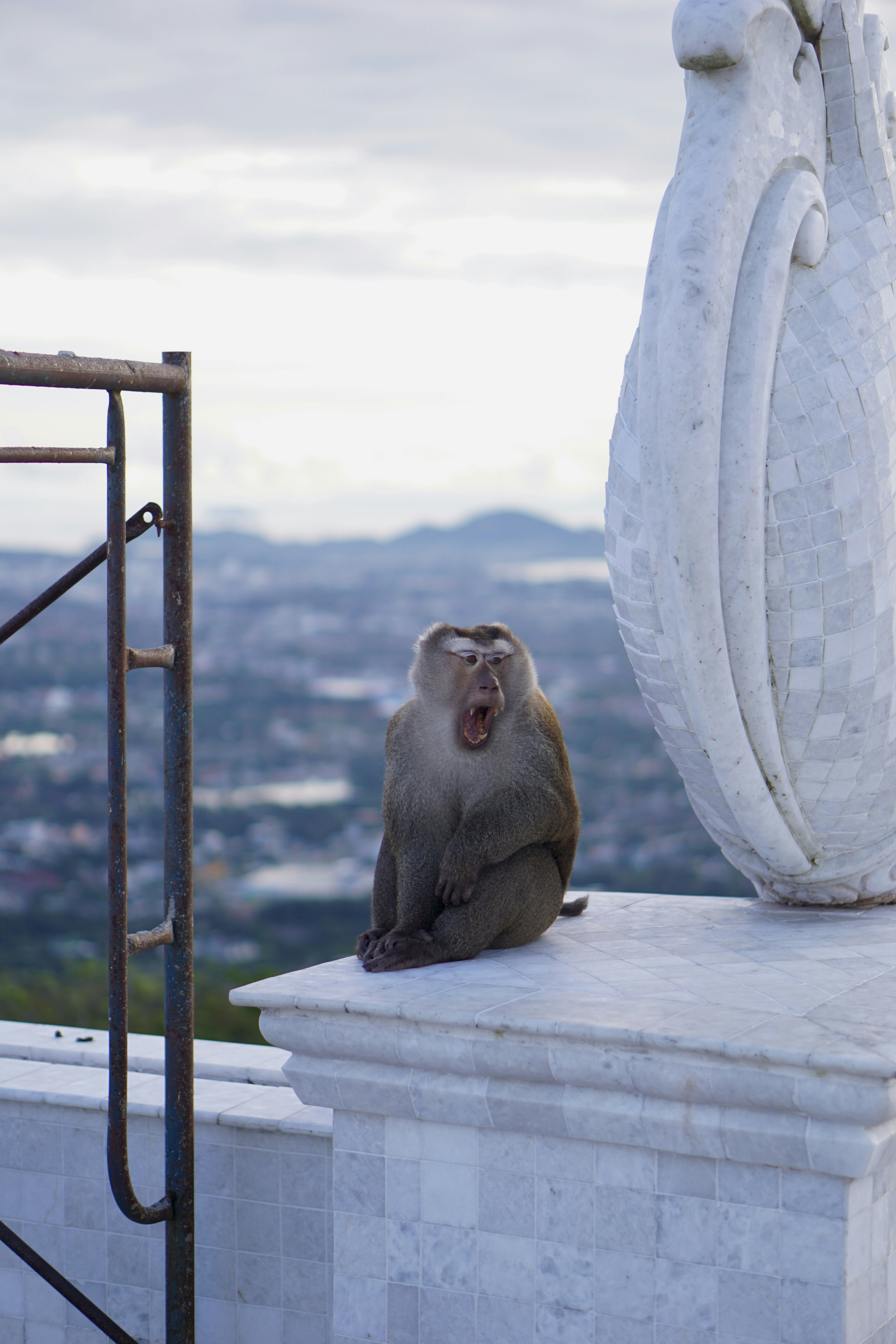The Serene Yawn of a Mountain Dweller