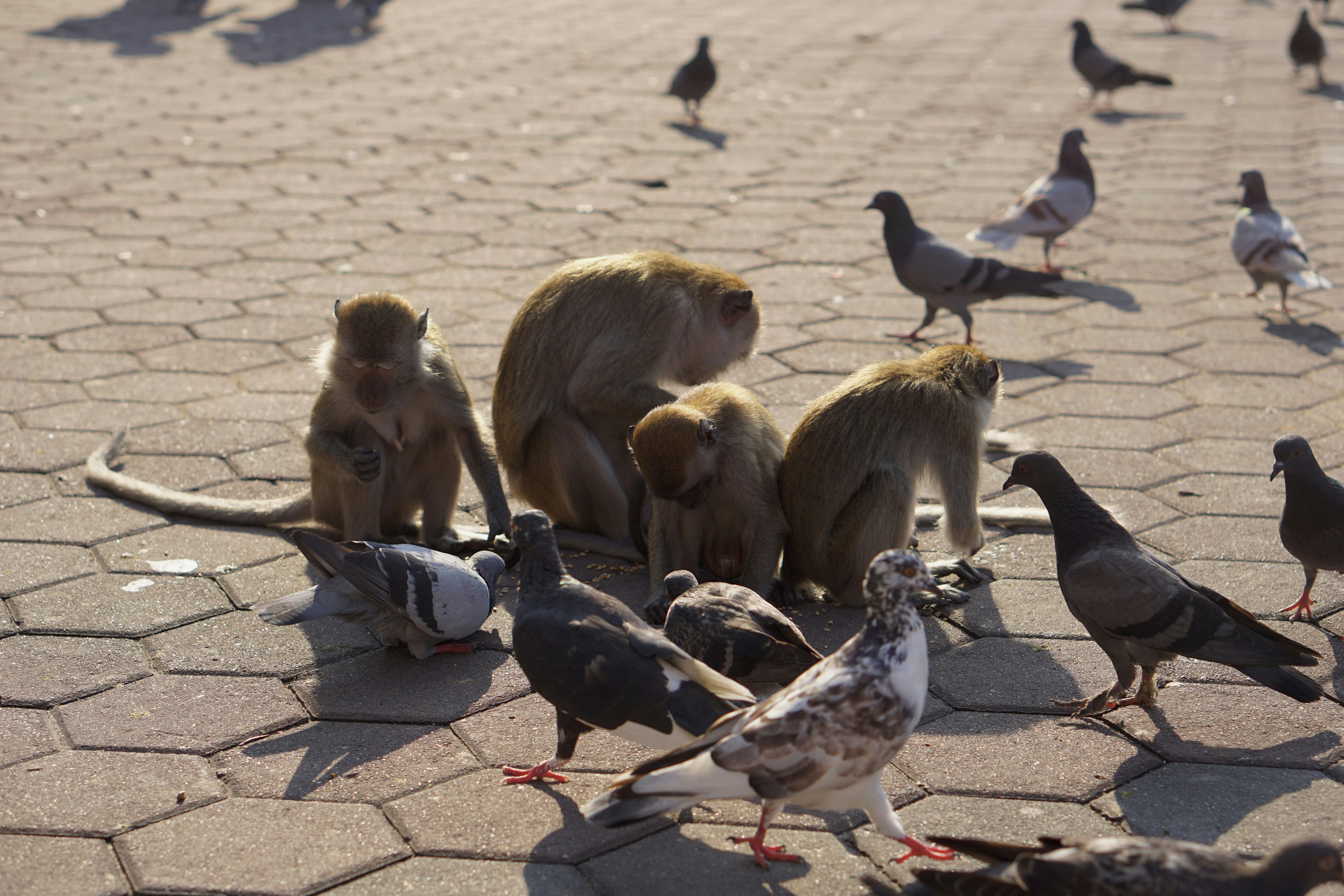 Monkeys and pigeons gathered on a paved area.