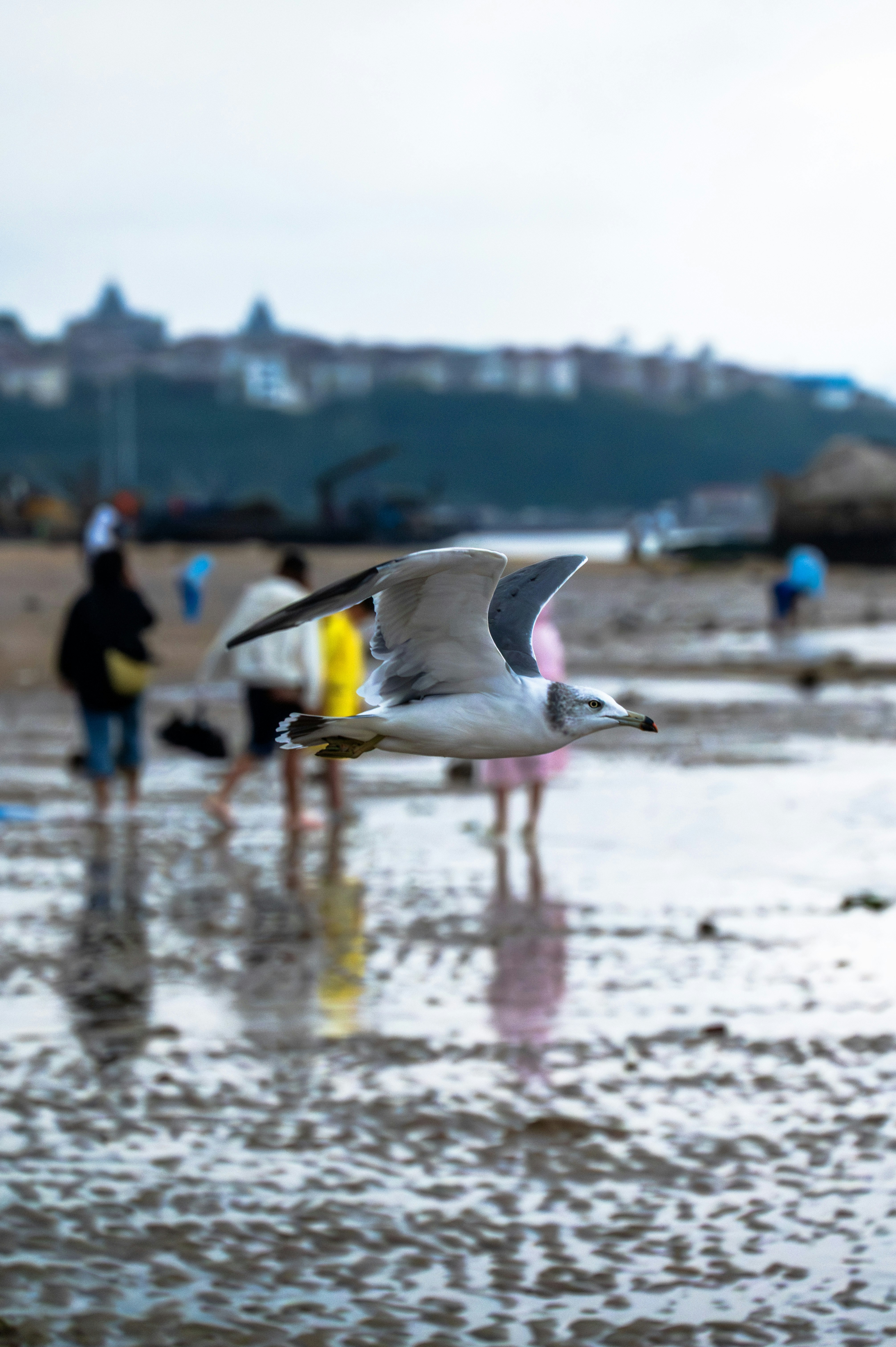 Seagull's Soaring Serenity Amidst Coastal Wanderers