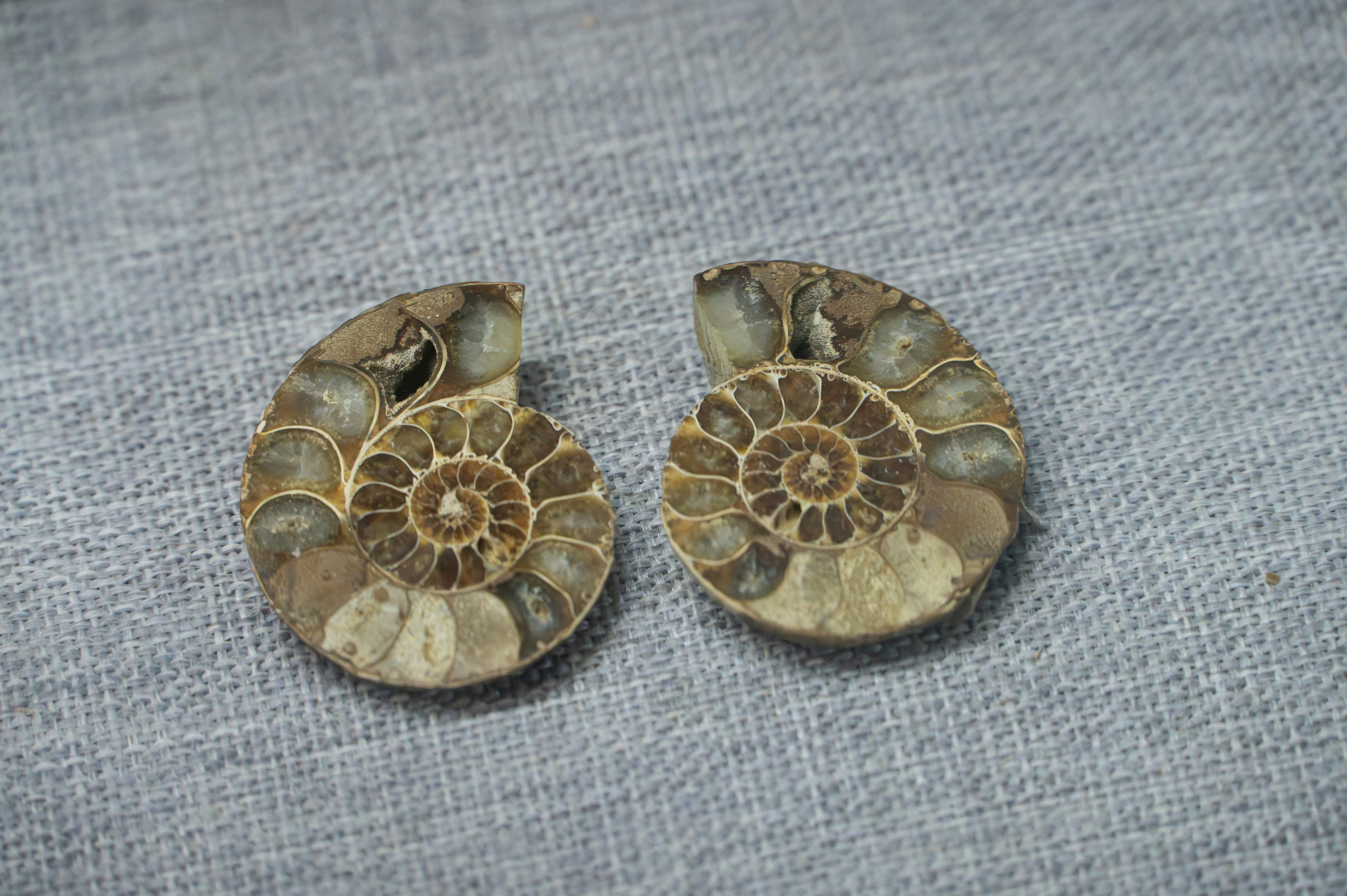 Echoes of Time: The Ammonite Treasures