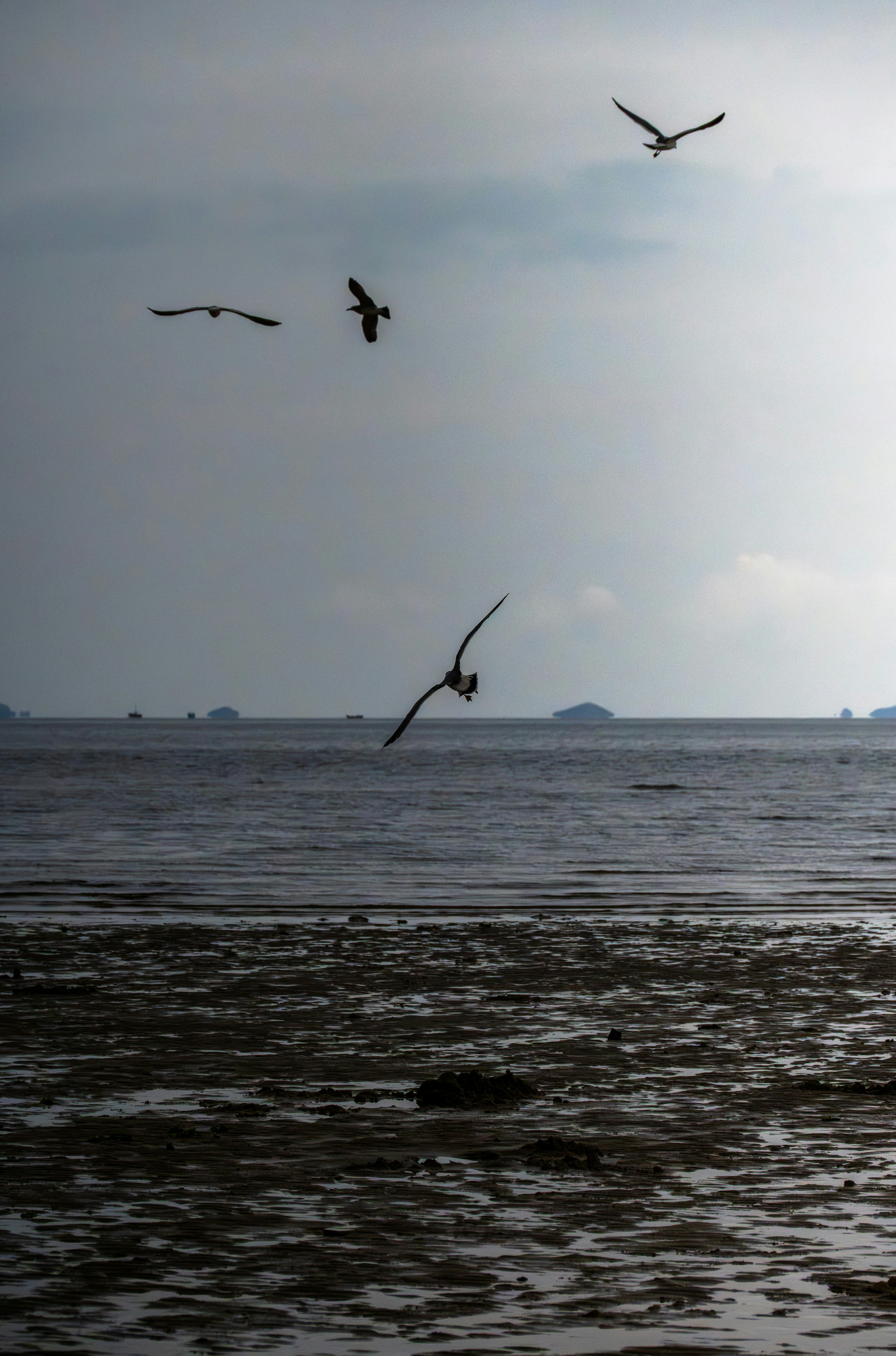 Dance of the Shorebirds at Dusk