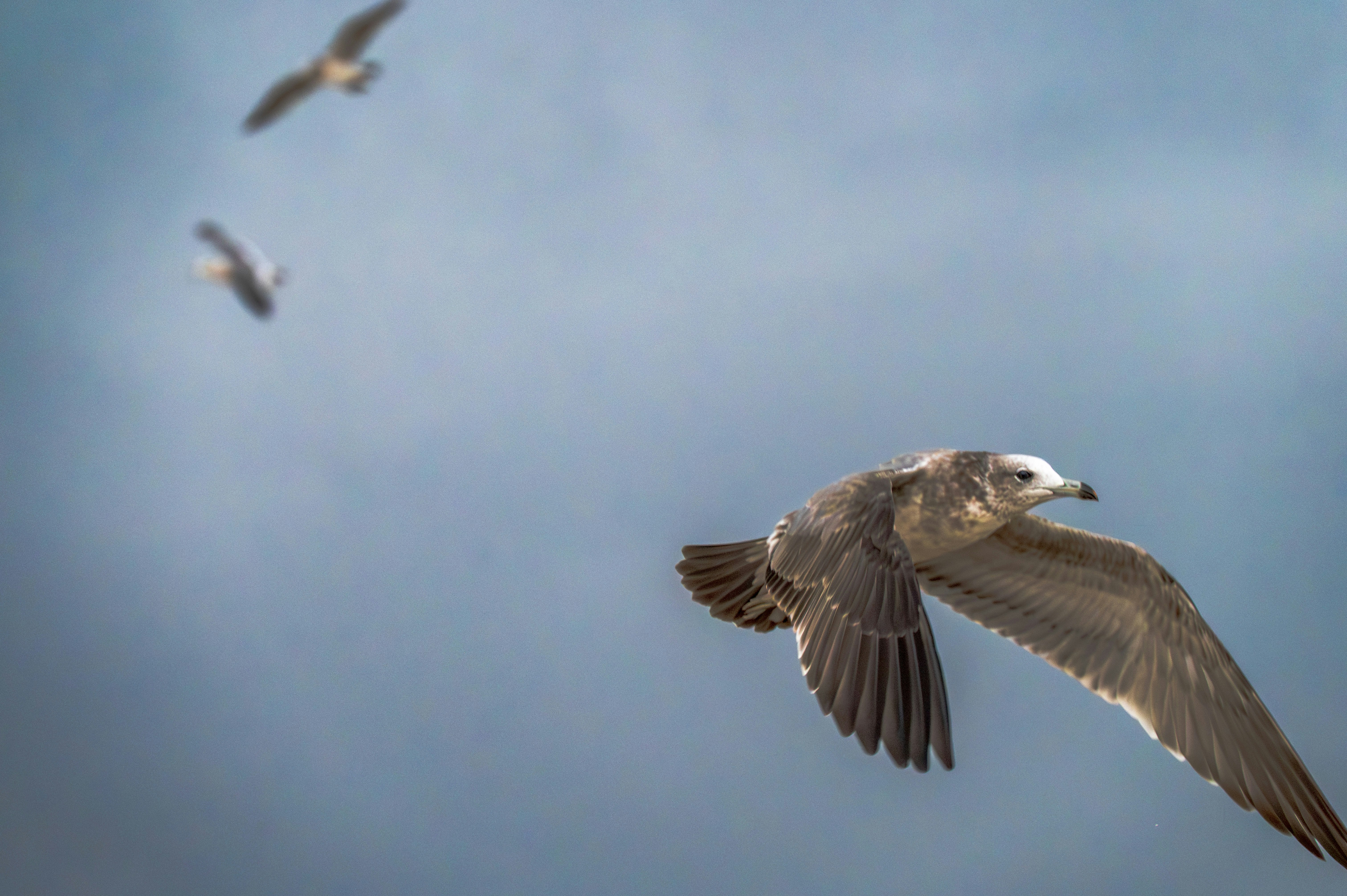 Winged silhouette over a cobalt sky: a lone seabird in sharp flight