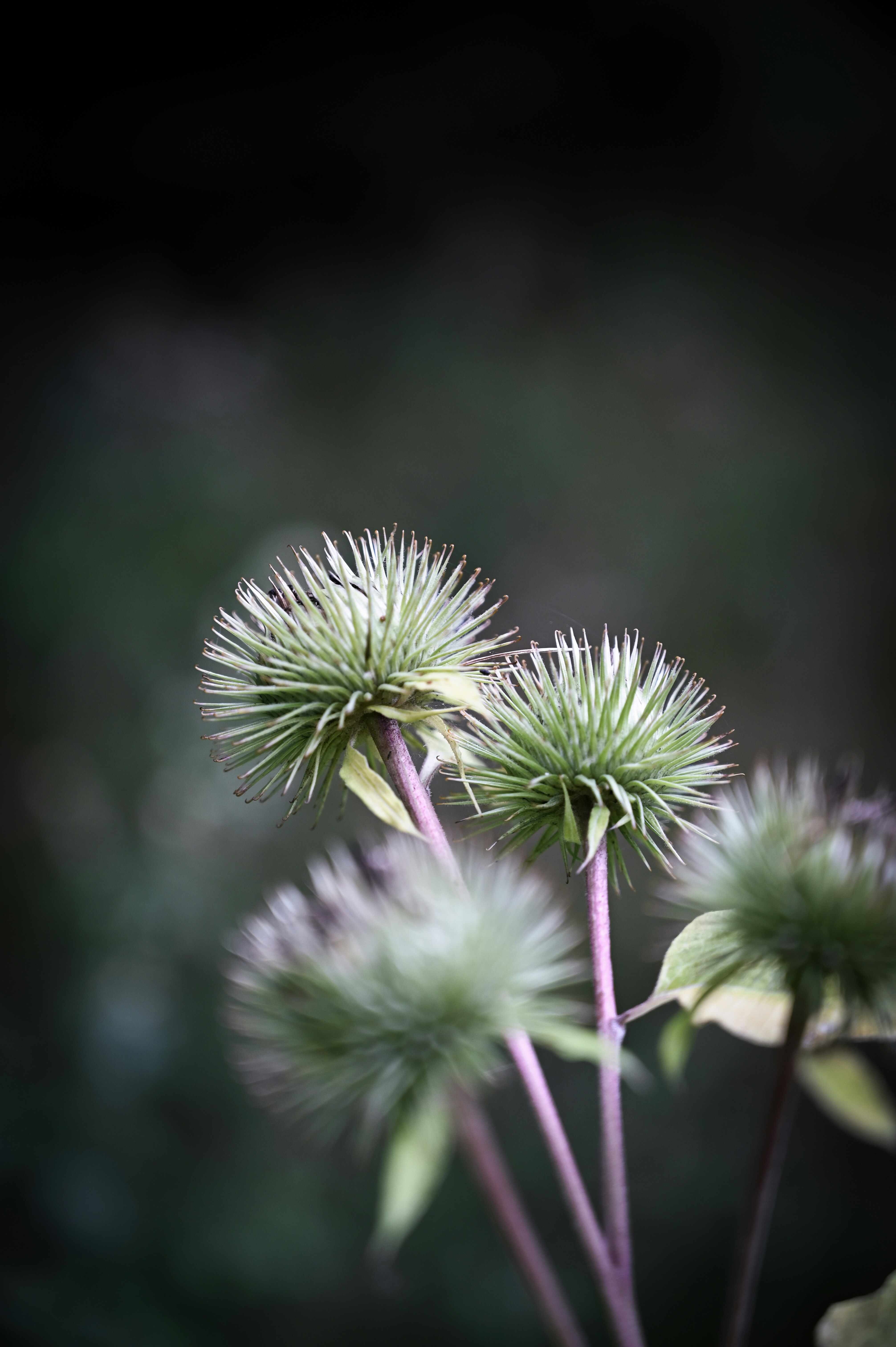 Close-up of spiky green seed pods on stems.