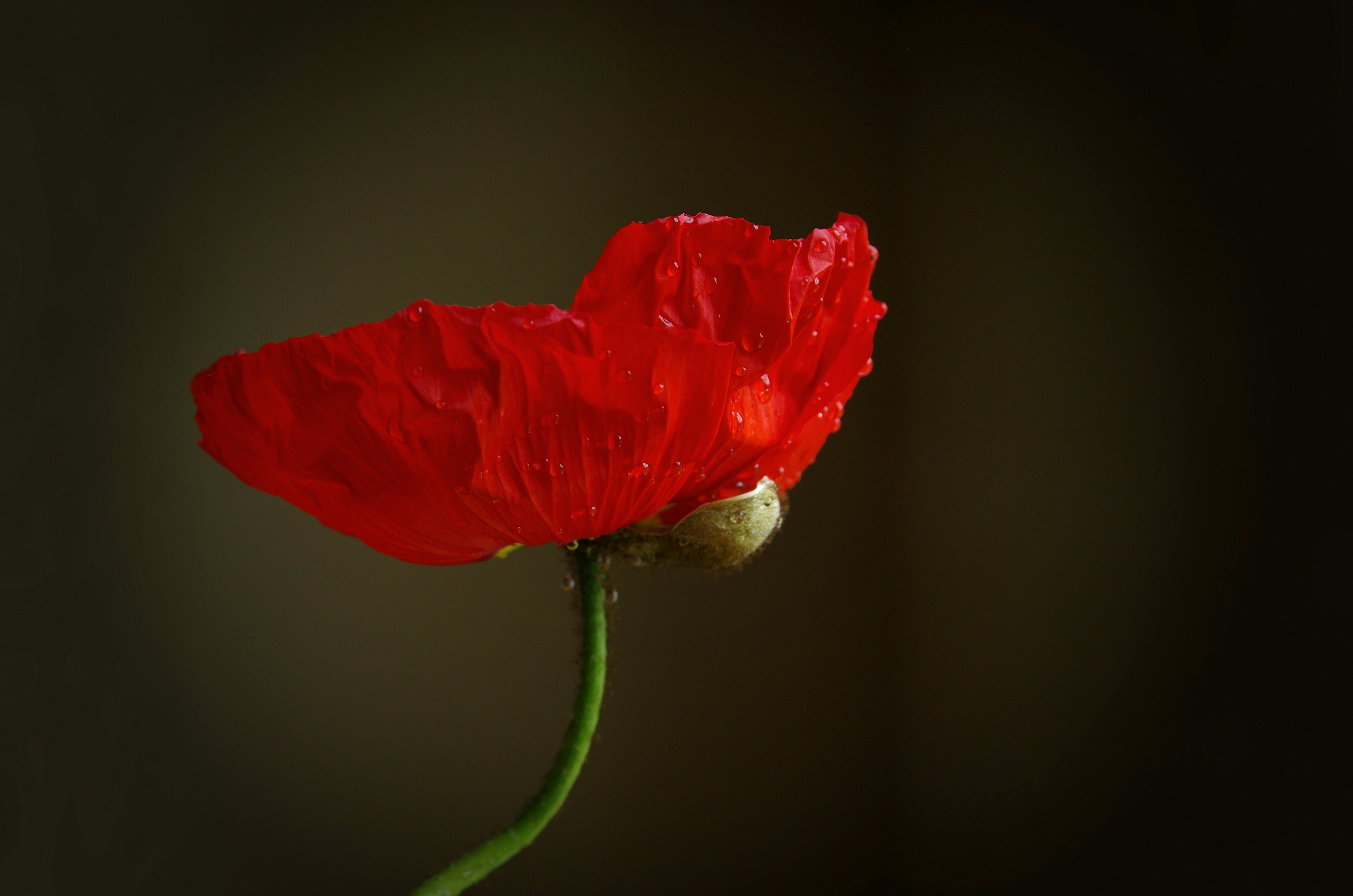A single red poppy with water droplets.
