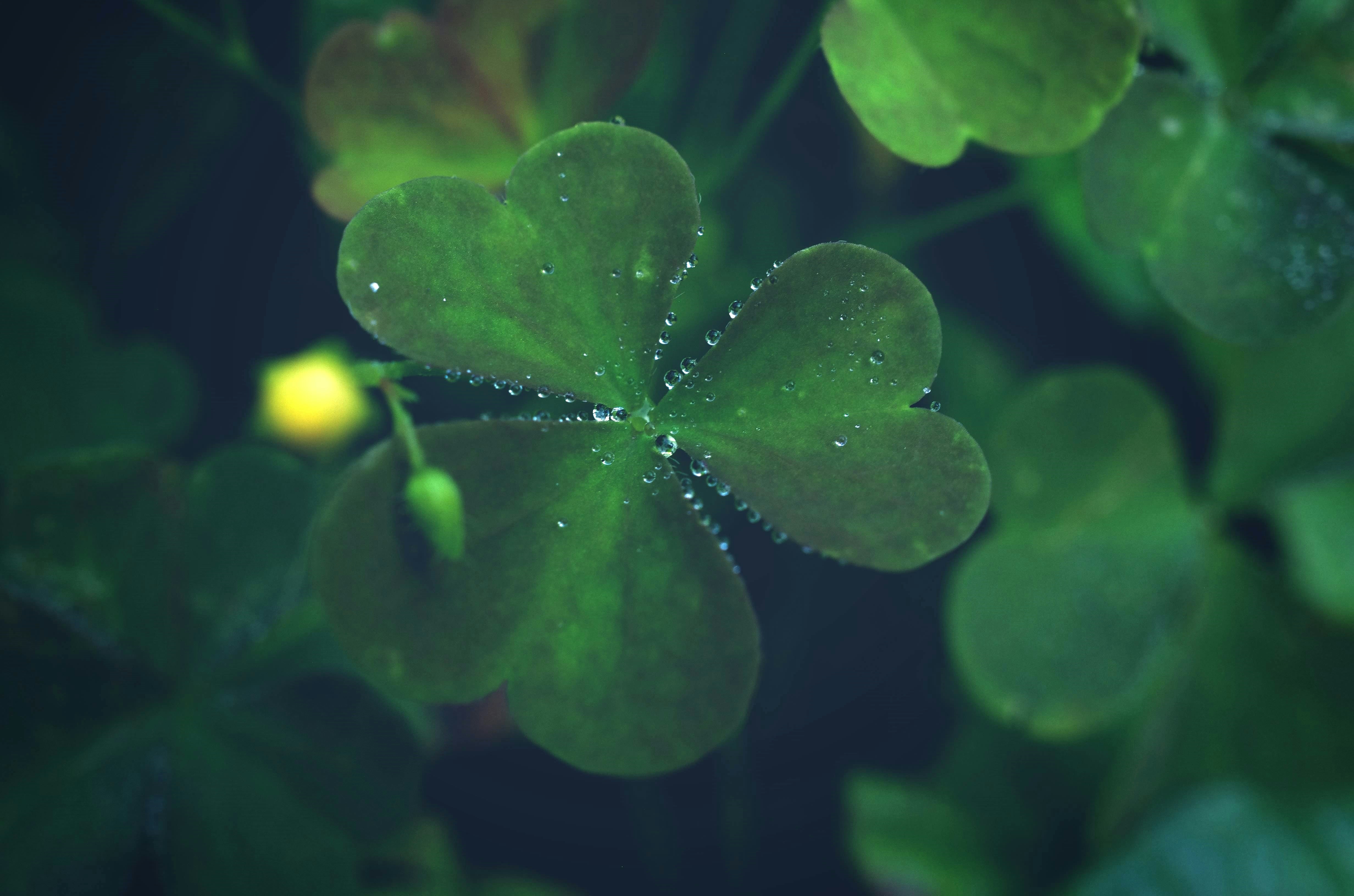 Close-up of a clover leaf adorned with dewdrops, surrounded by lush greenery.