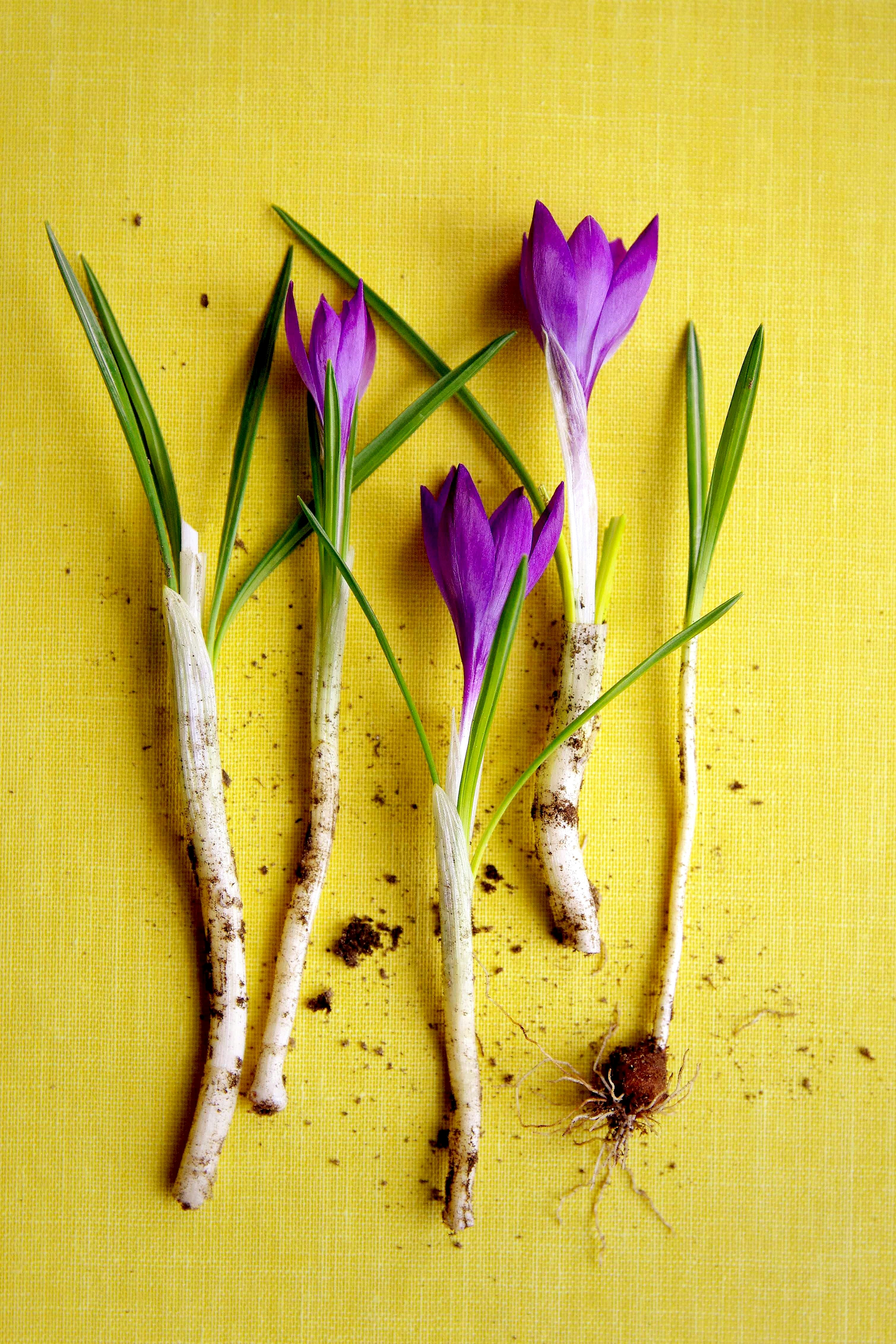 Freshly dug crocus flowers with vibrant purple petals and green leaves, resting on a bright yellow background, showcasing their earthy roots.