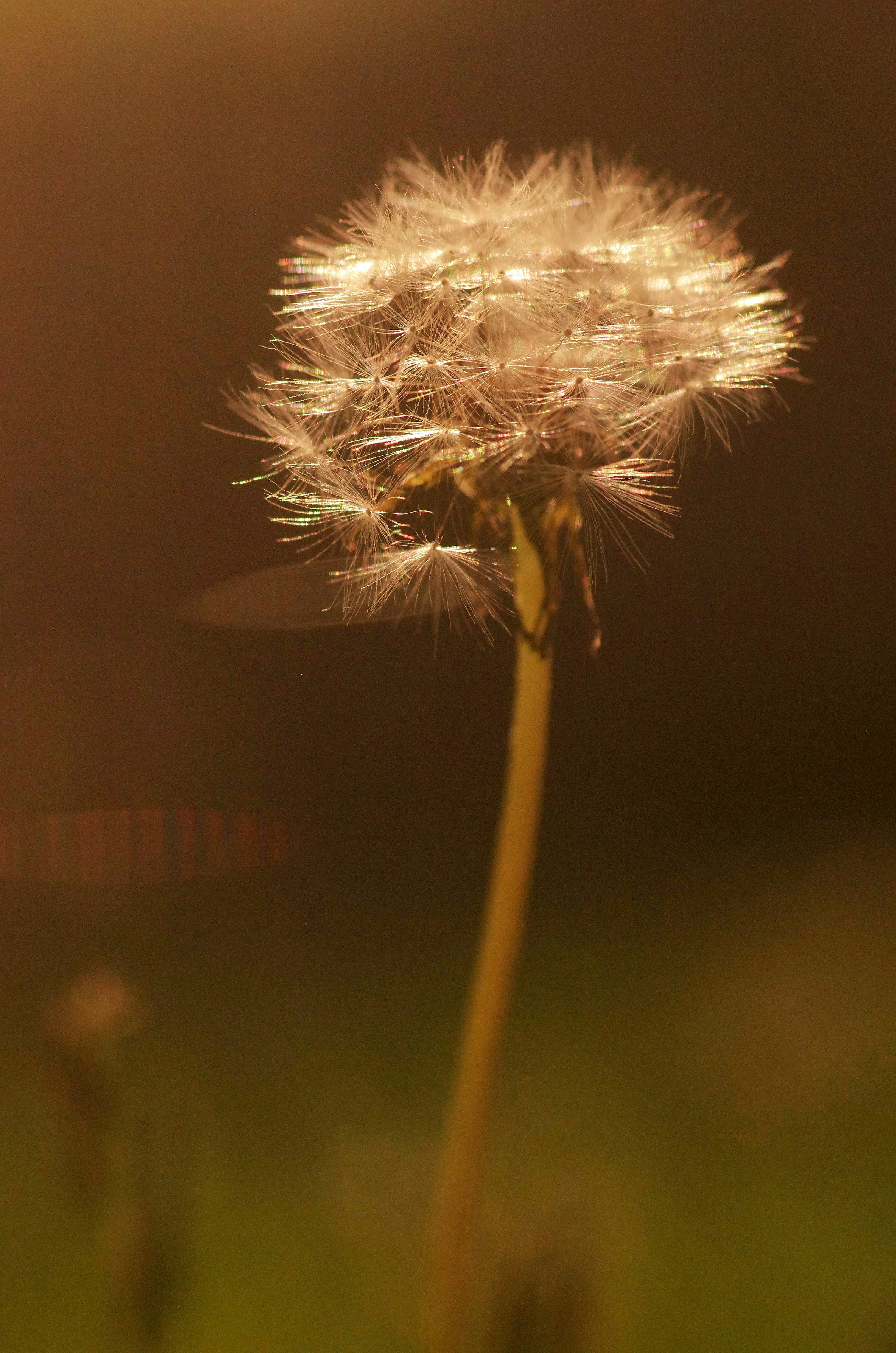 A dandelion seed head illuminated by sunlight.