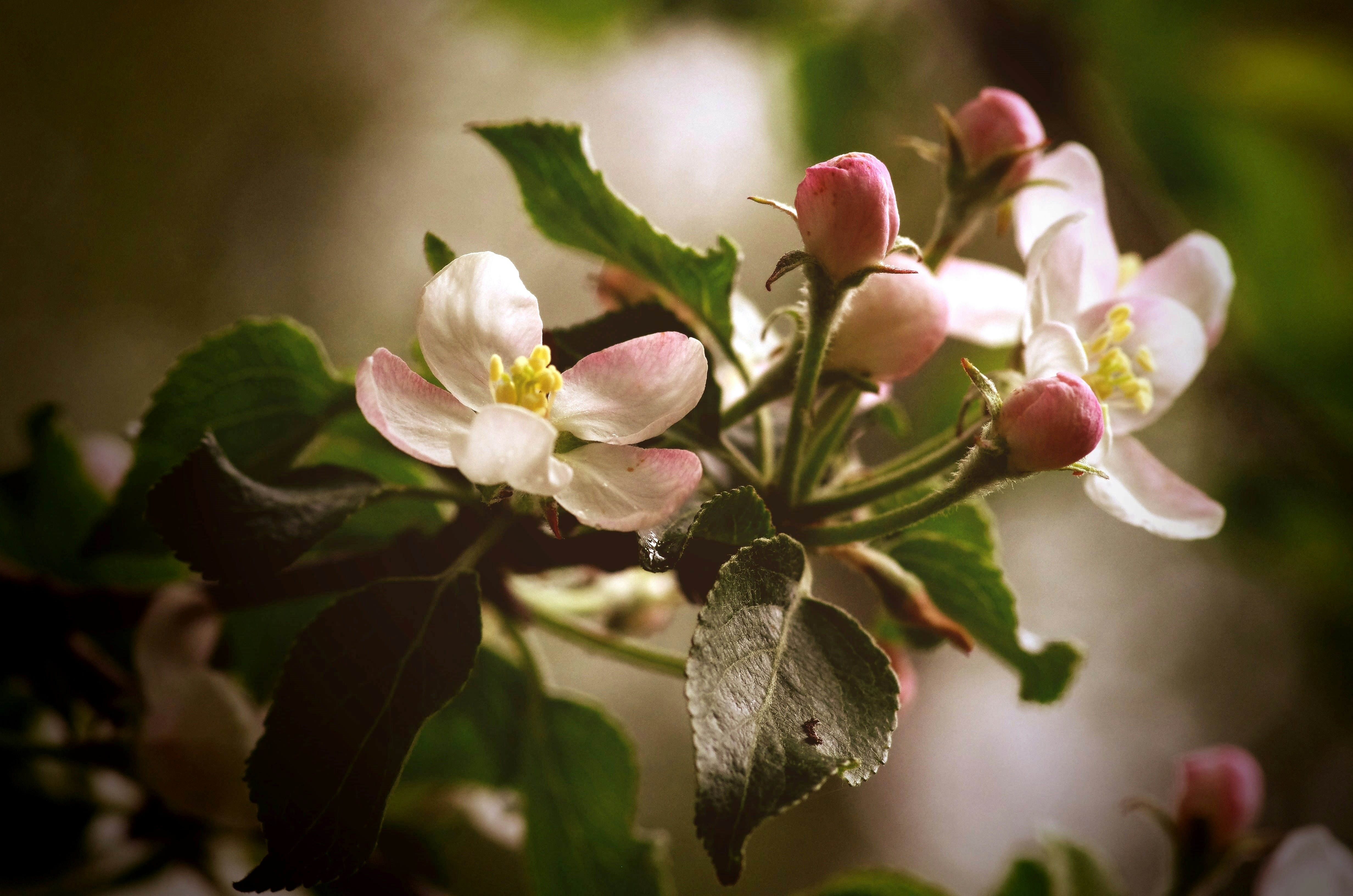 Delicate pink apple blossoms on a branch.