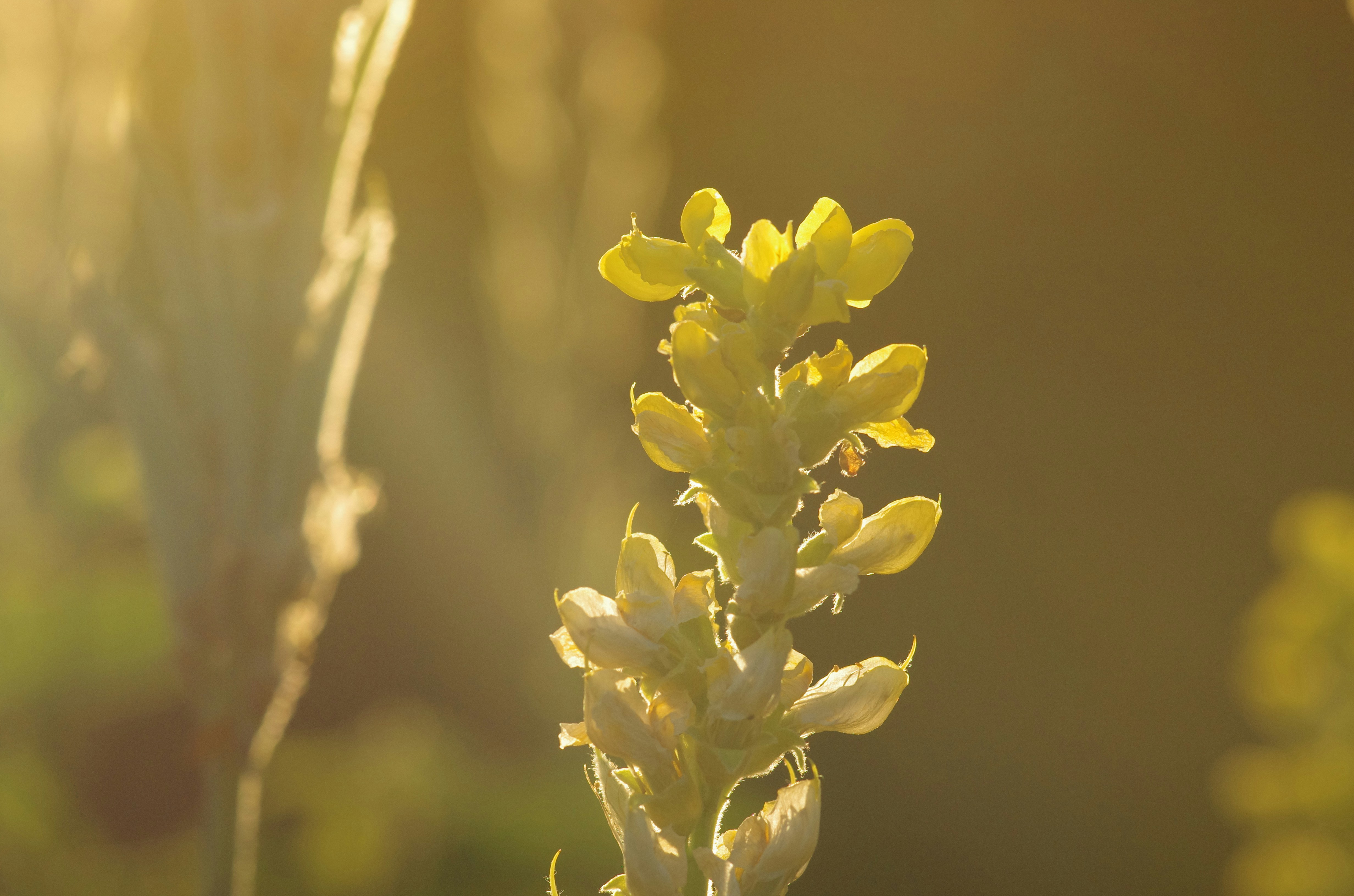 Delicate yellow flowers illuminated by soft sunlight, creating a serene atmosphere in a natural setting.