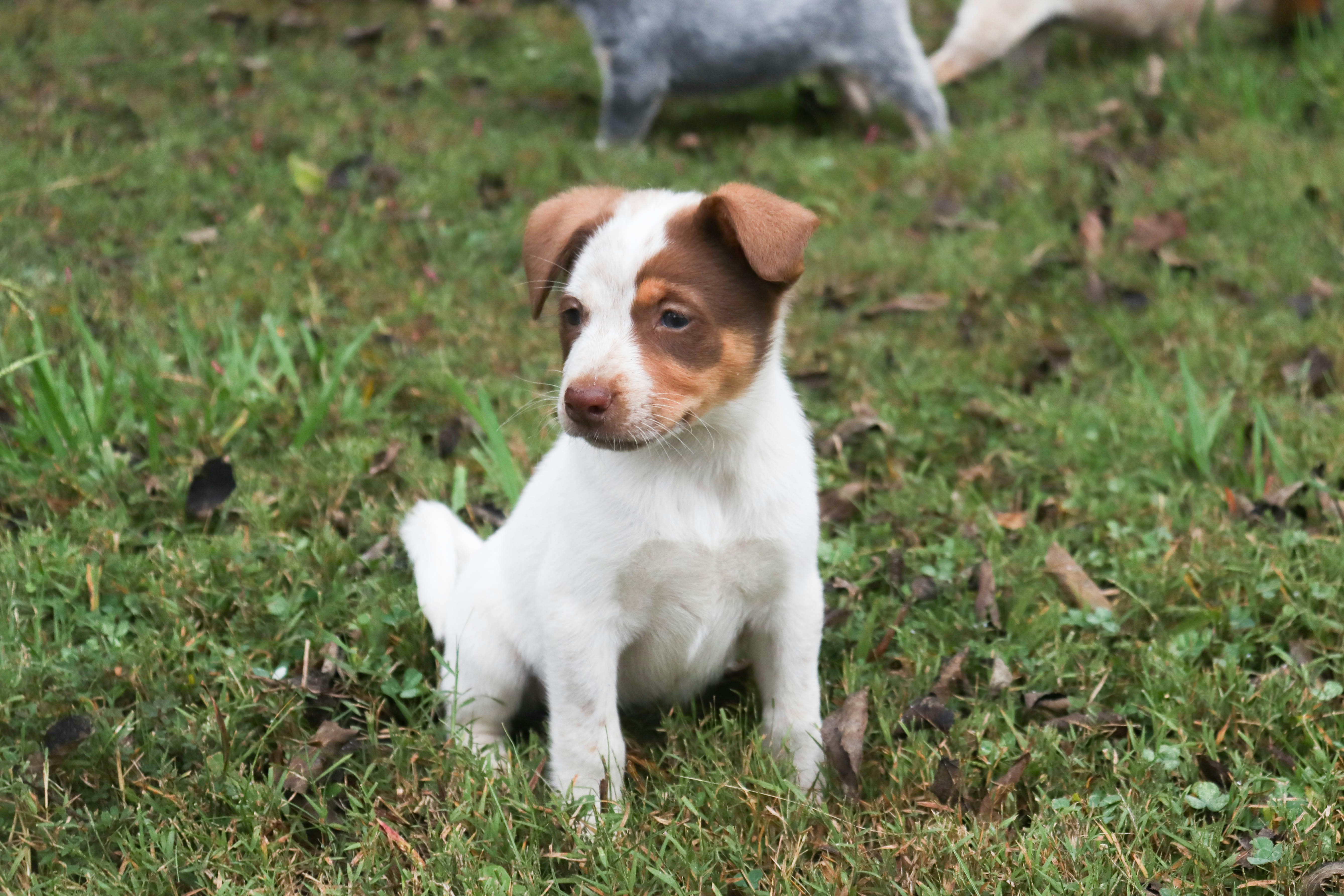 A small puppy sitting on grass with other dogs