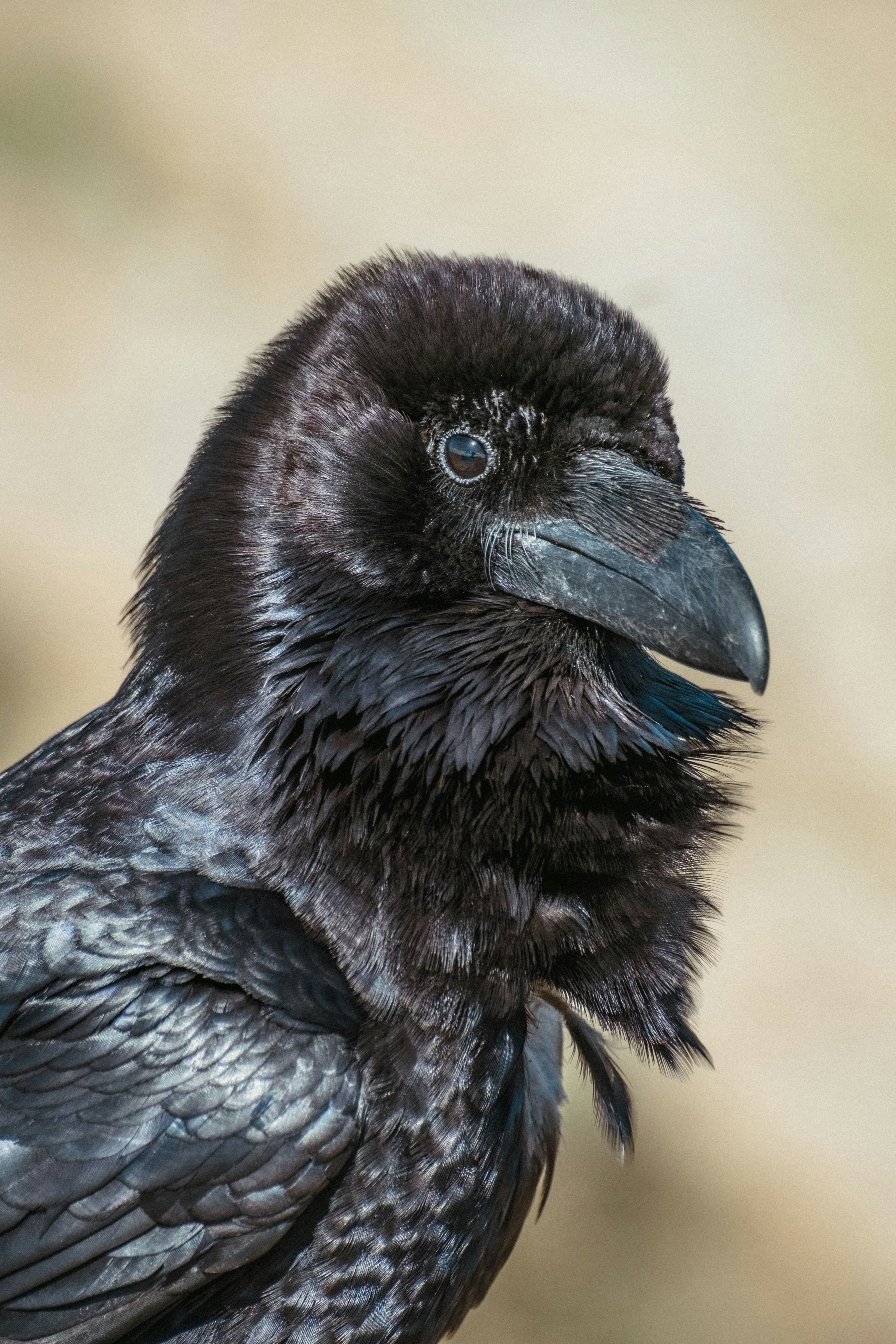 Close-up of a black raven with its beak open.