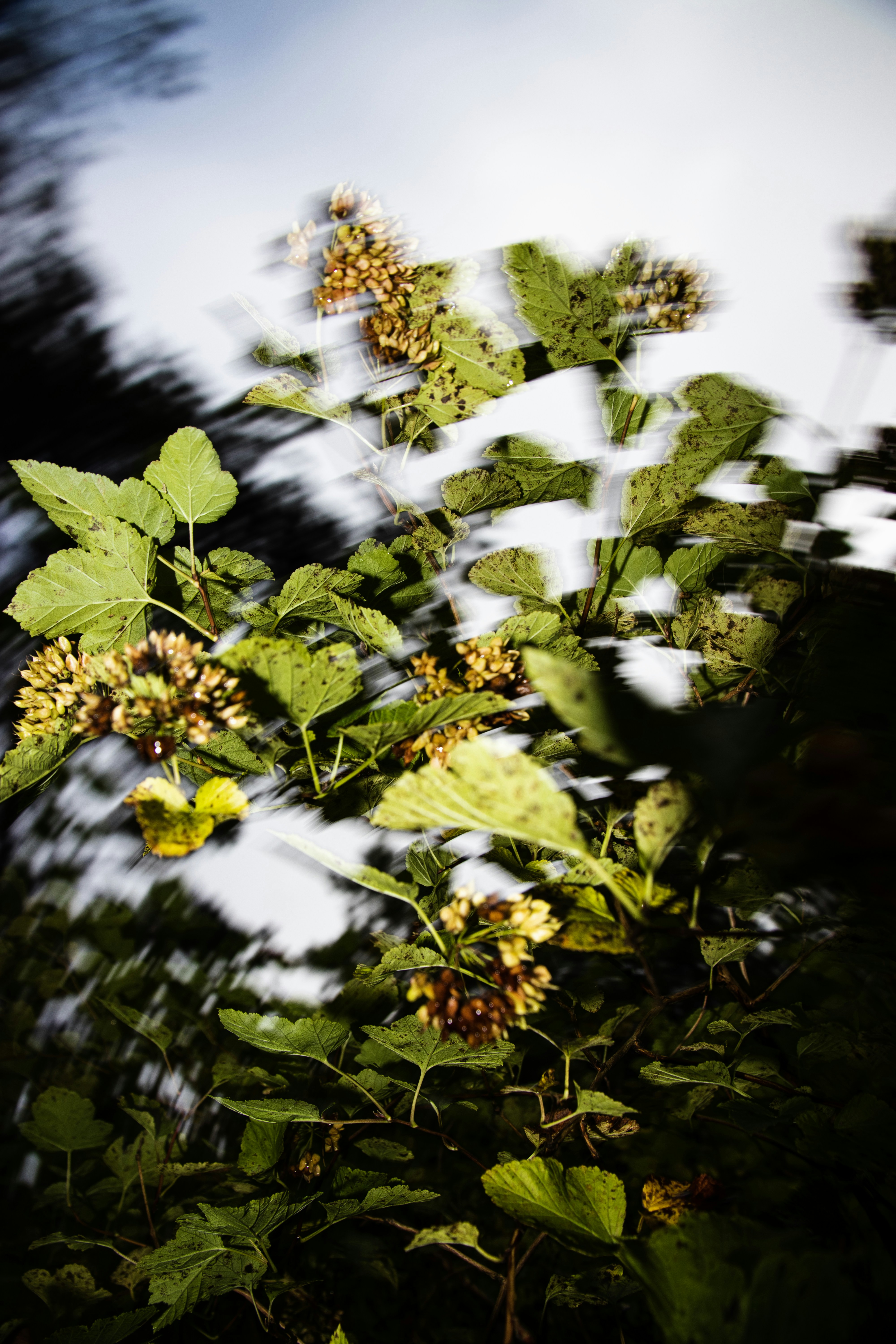 Whispers of Nature in Motion