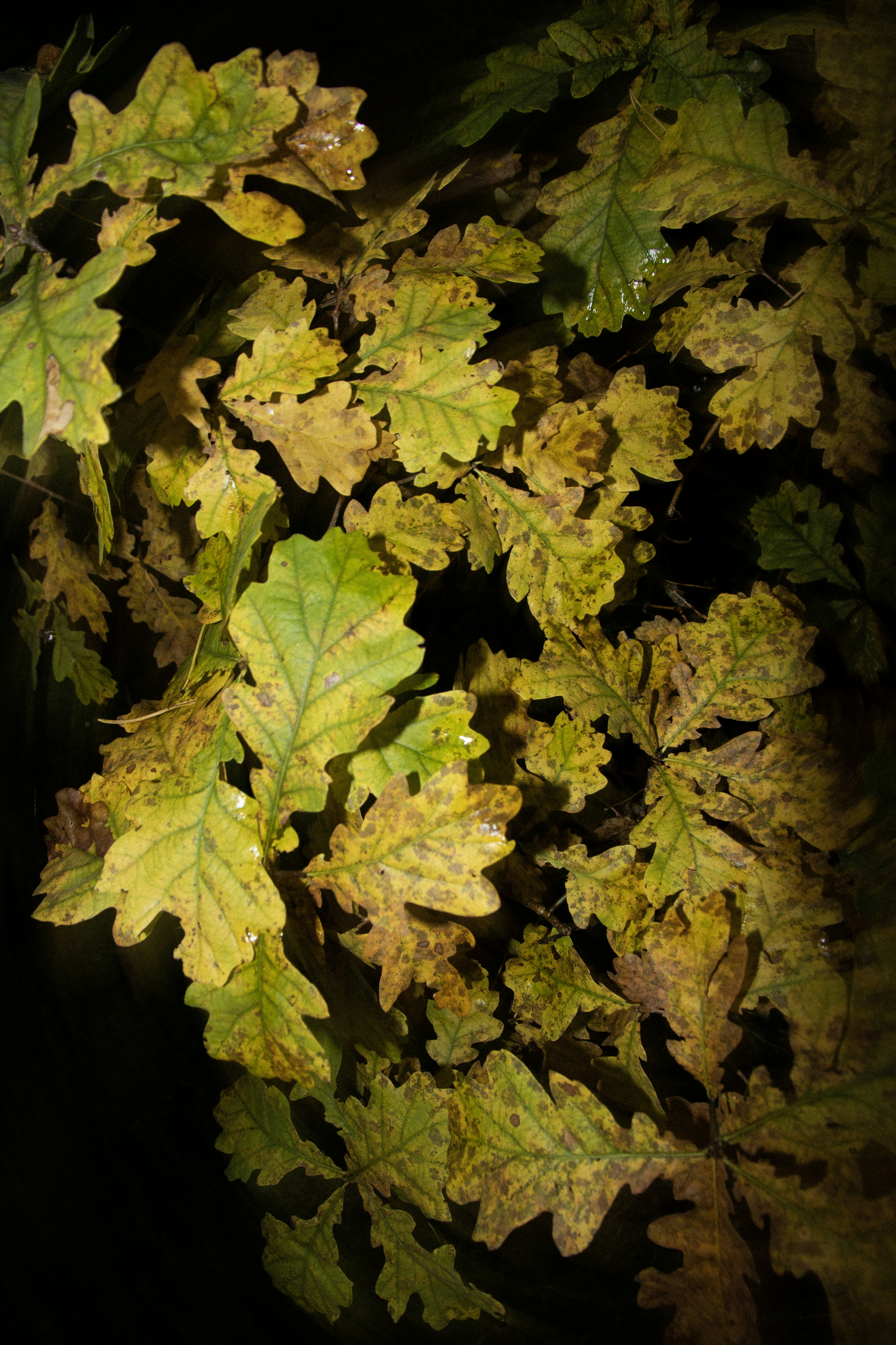 Whispers of Autumn: A Leafy Tapestry