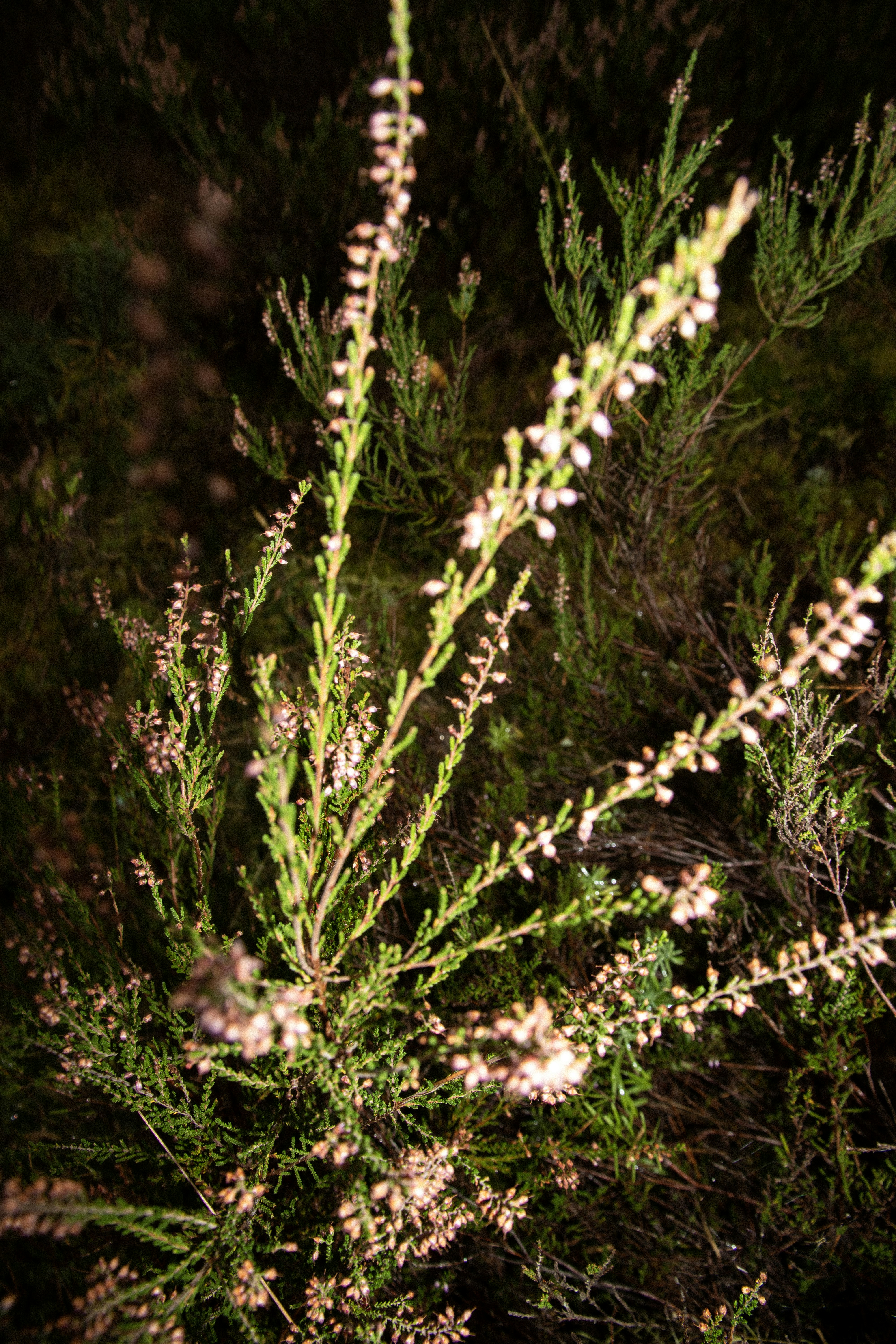 Whispers of the Night Flora