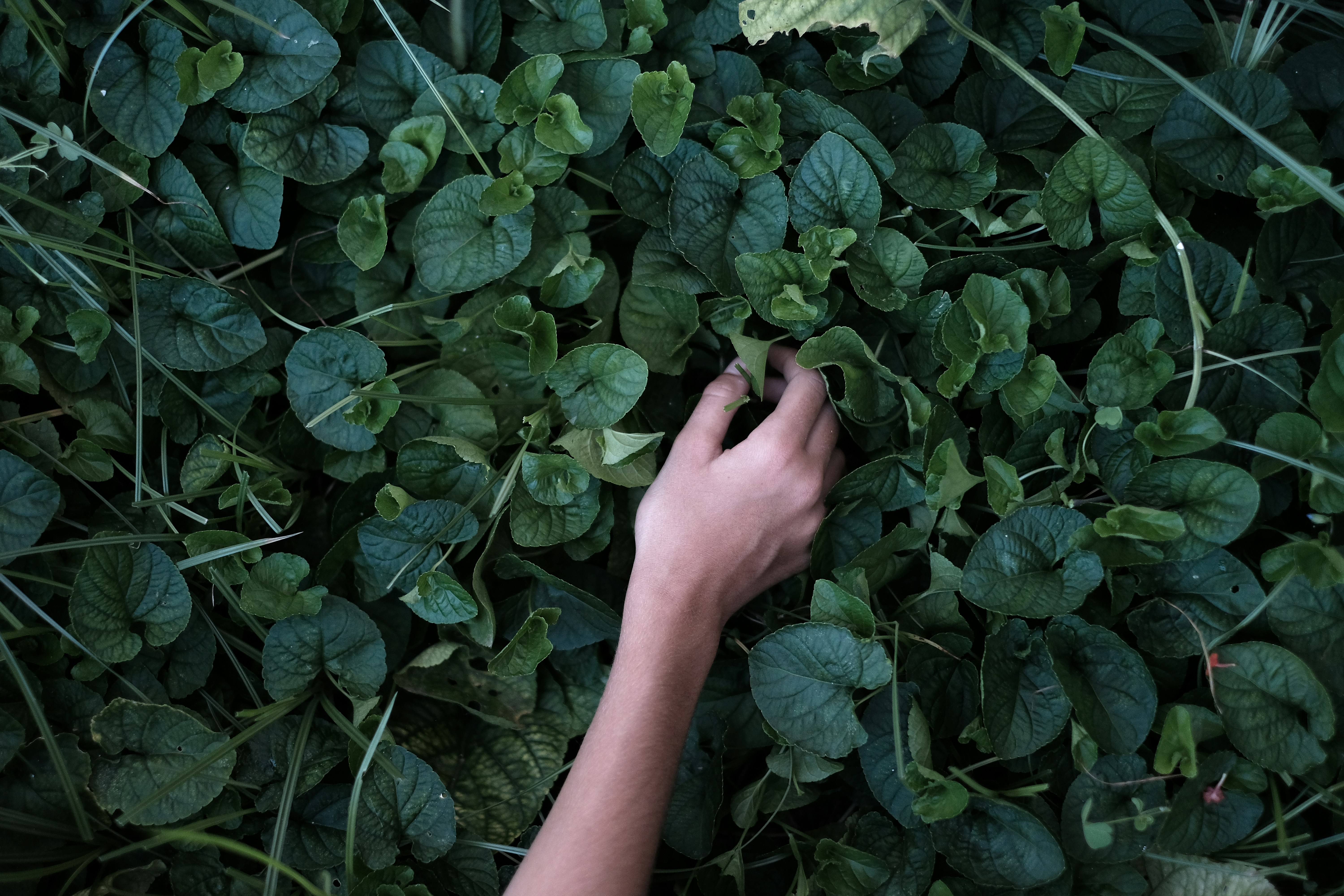 A hand reaching into lush green foliage