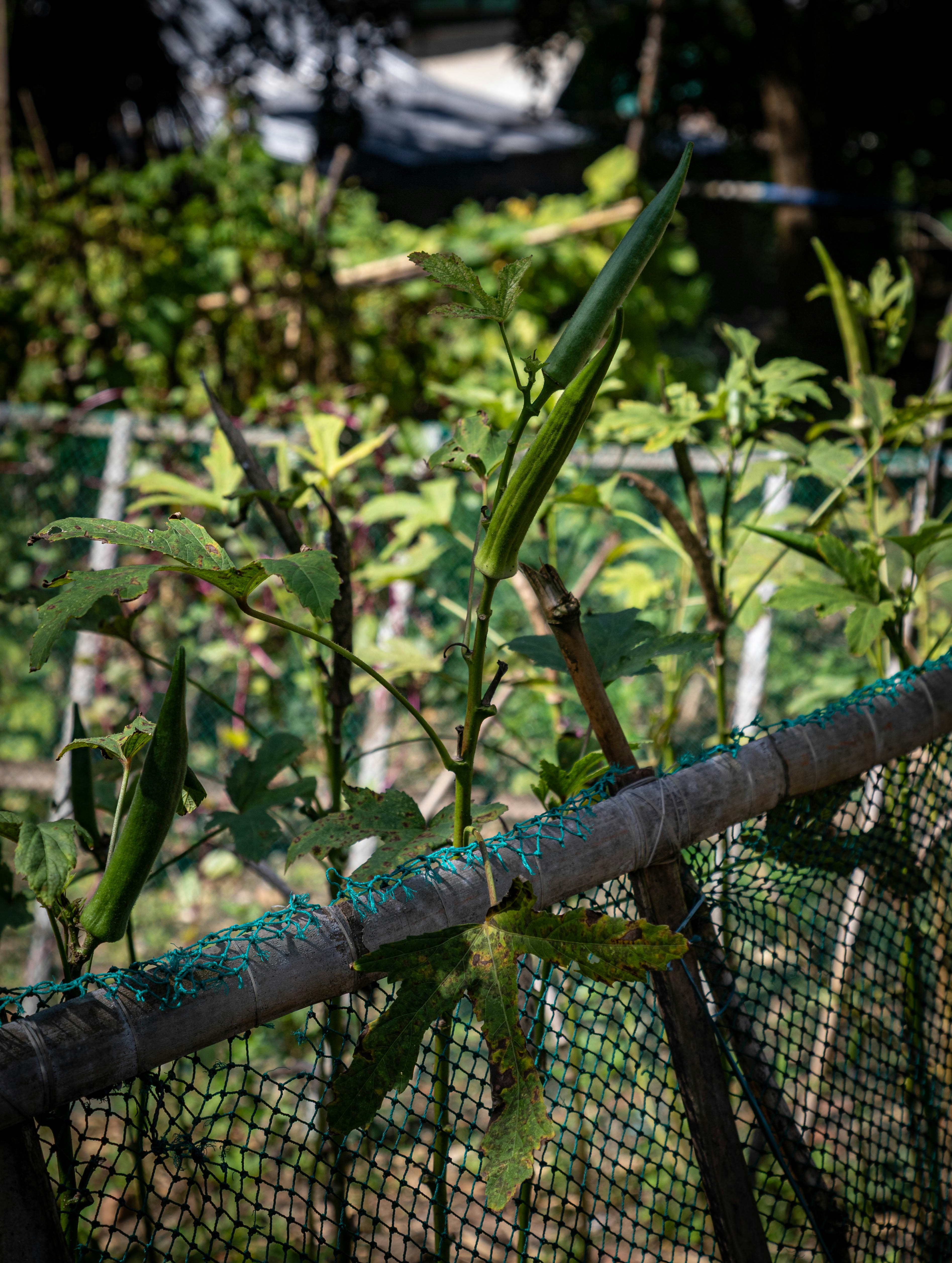 Emerging Green: A Study in Growth