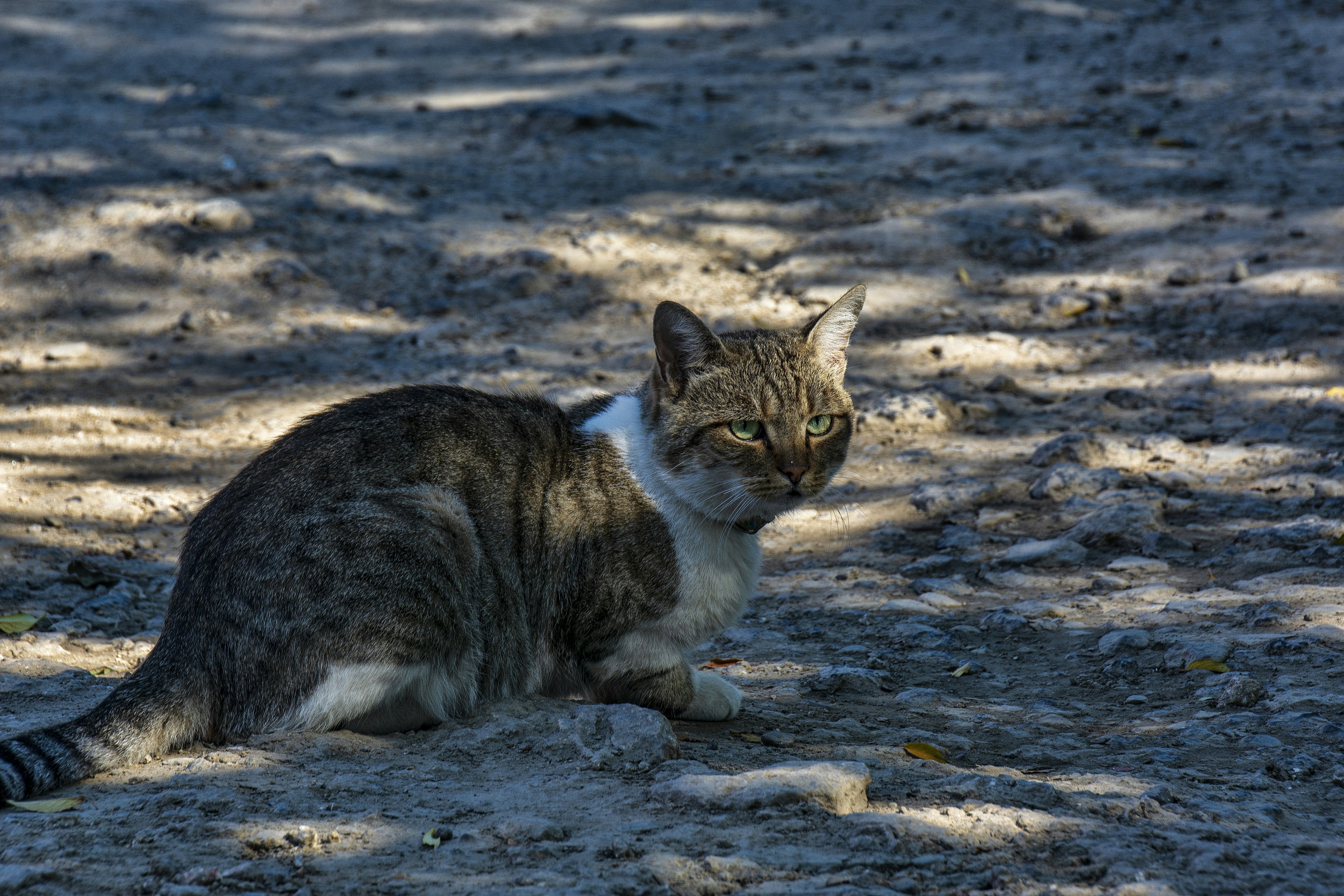 Whiskered Watcher in Sunlit Shadows