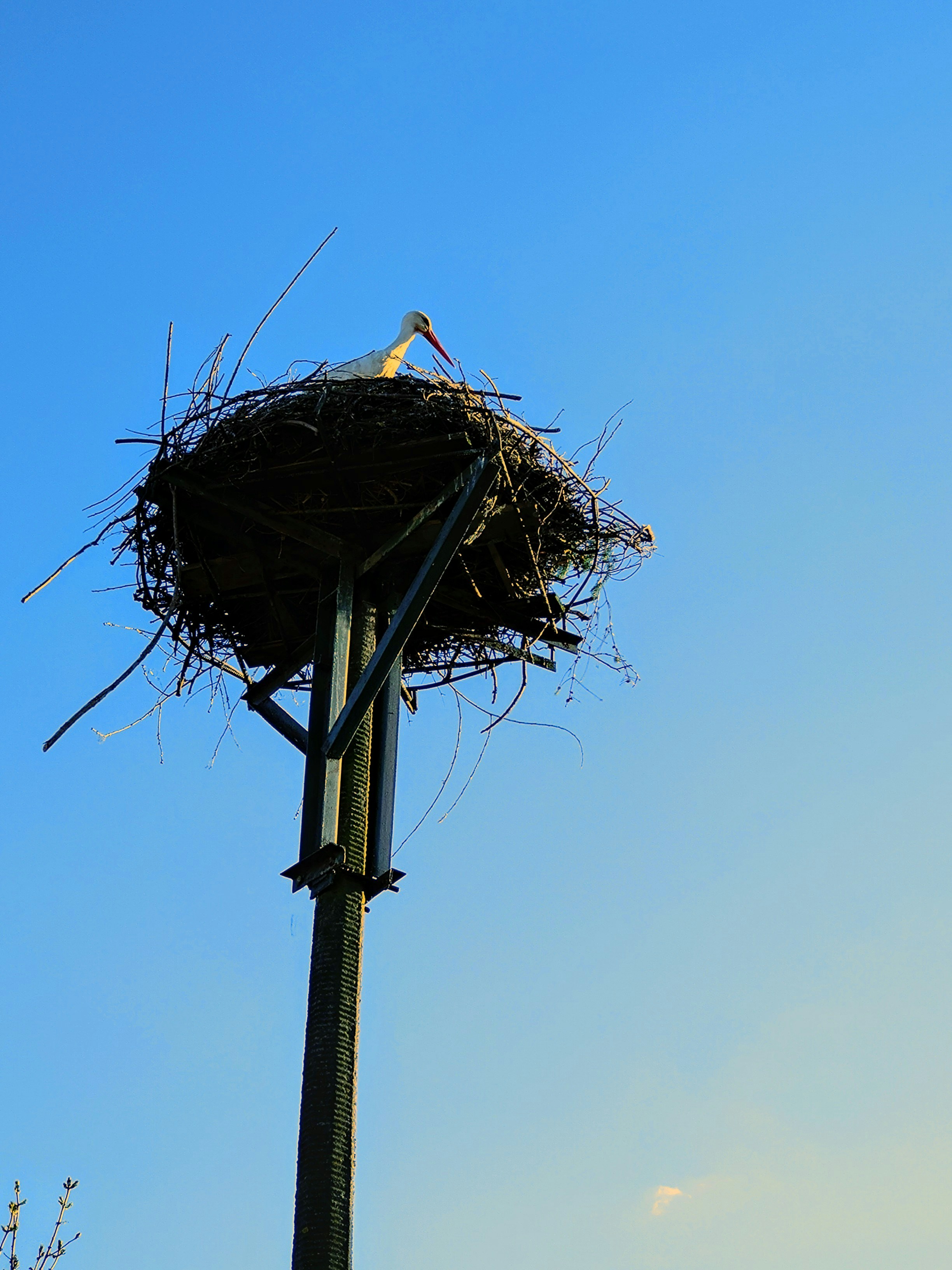 A stork sits in its nest on a pole.