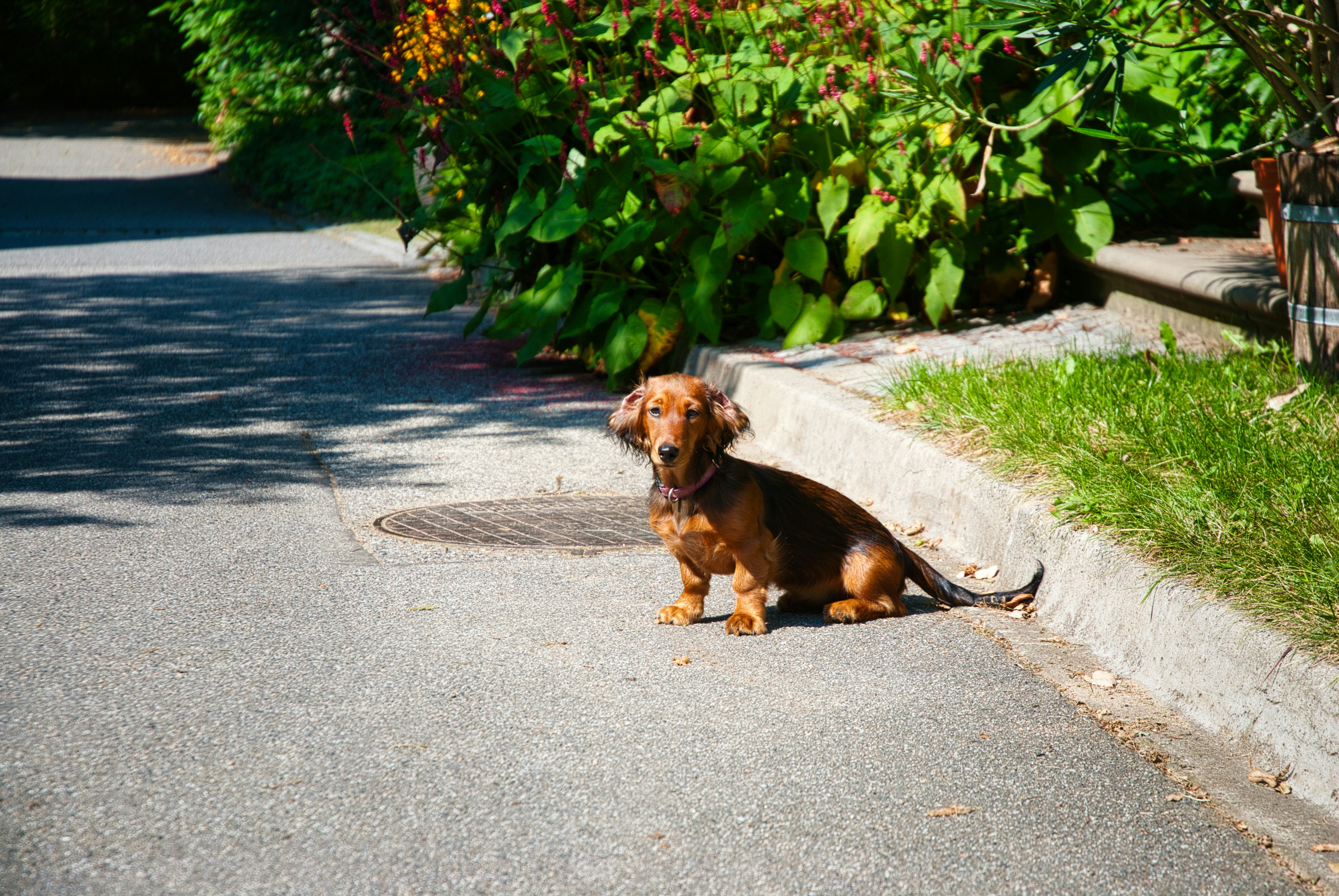 Dachshund sitting calmly by the roadside, surrounded by lush greenery and sunlight.