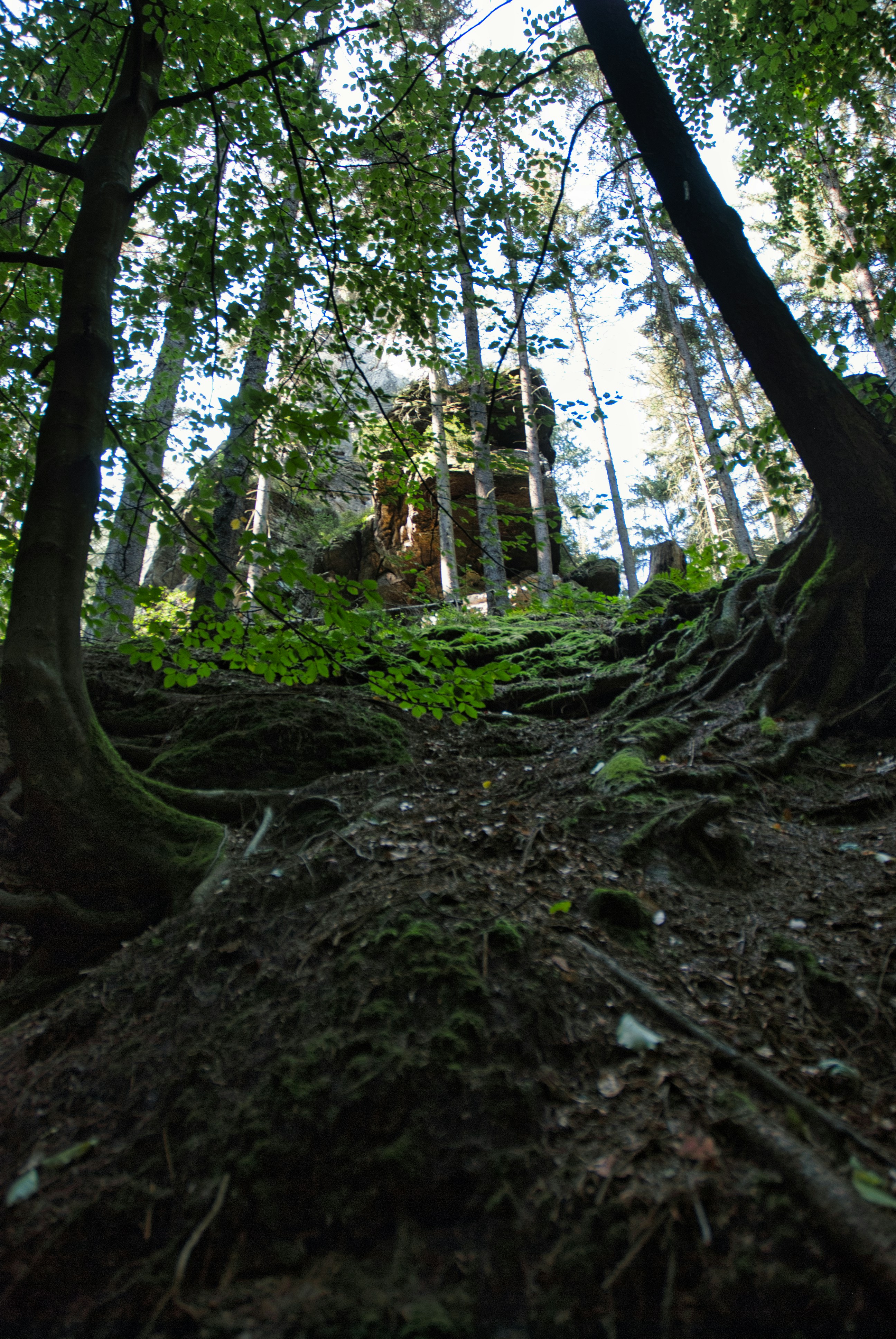 A moss-covered forest floor leads the eye toward a rocky outcrop, framed by towering trees and dappled sunlight filtering through the leaves.