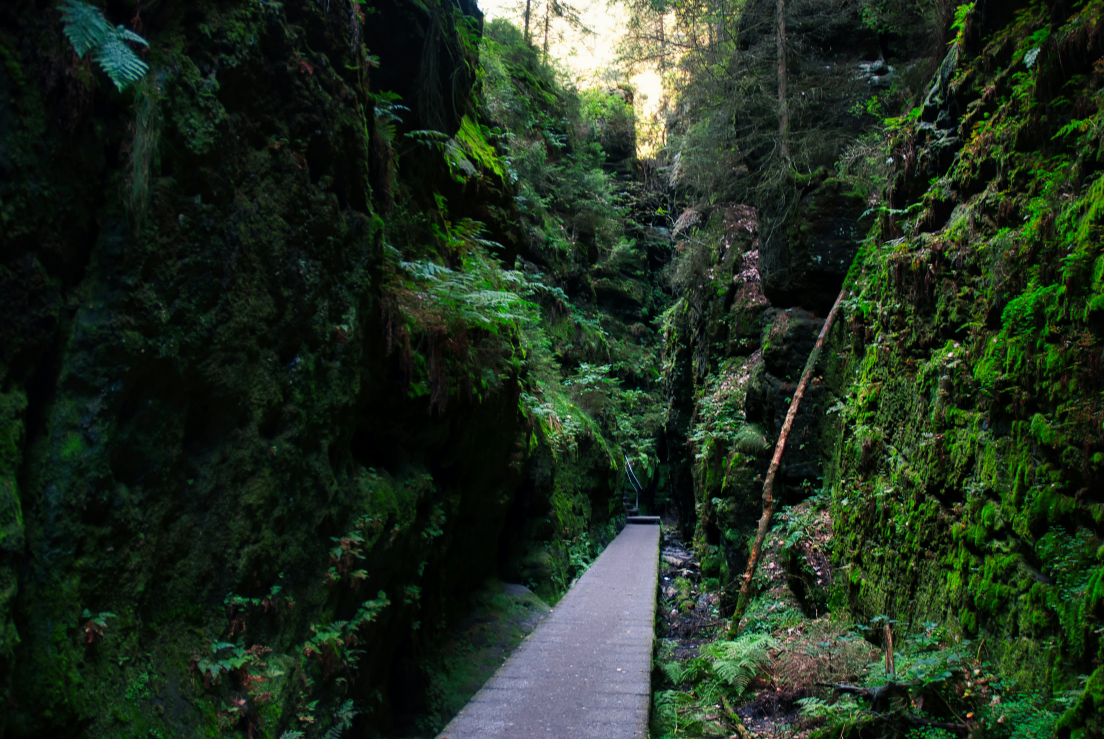 Wooden walkway through a moss-covered canyon