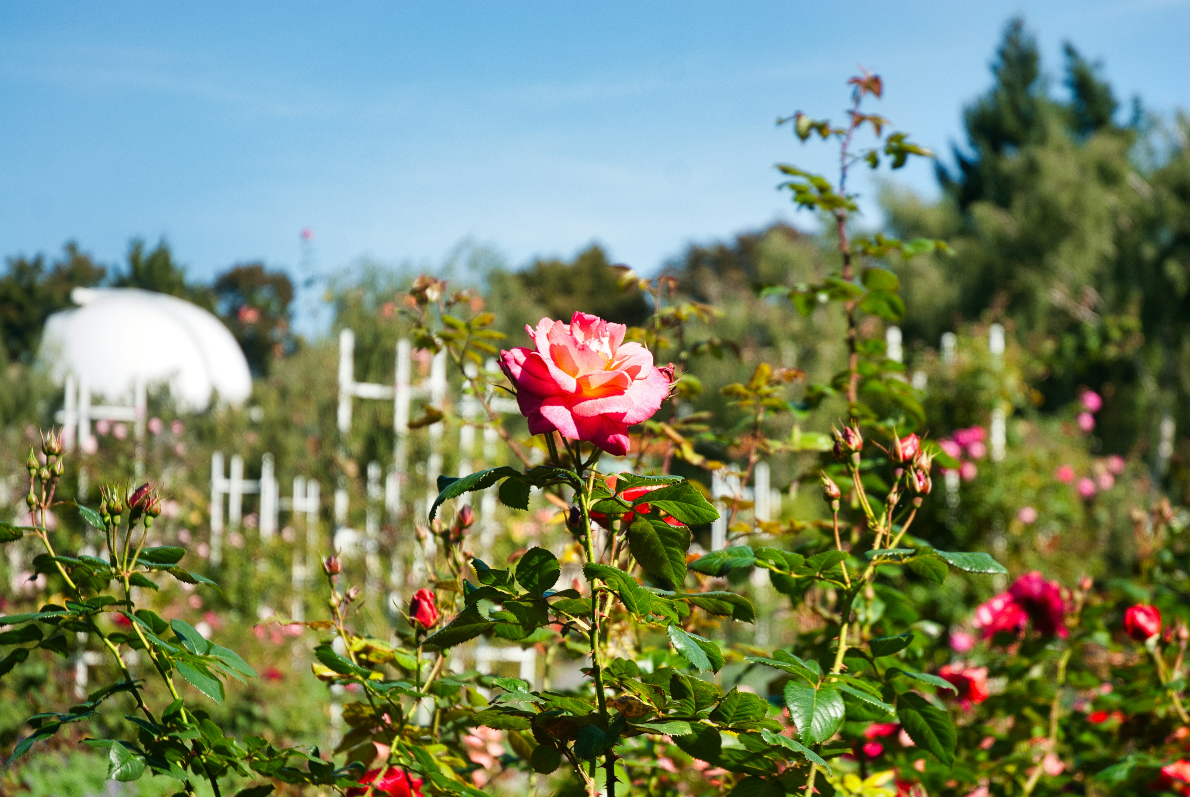 A single pink rose blooms in a garden.