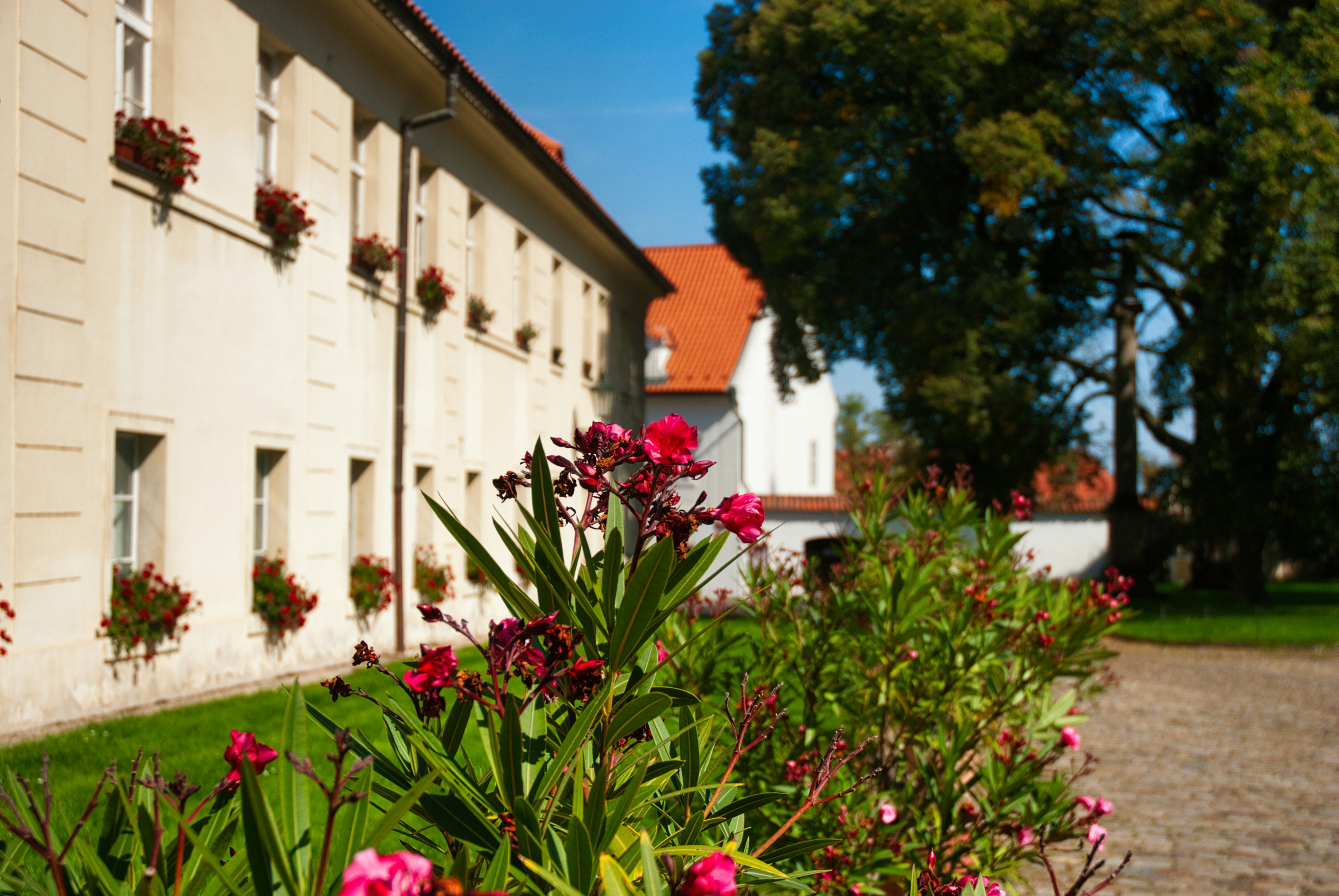 Vibrant pink flowers line a cobblestone path beside a charming building, showcasing a picturesque garden scene.
