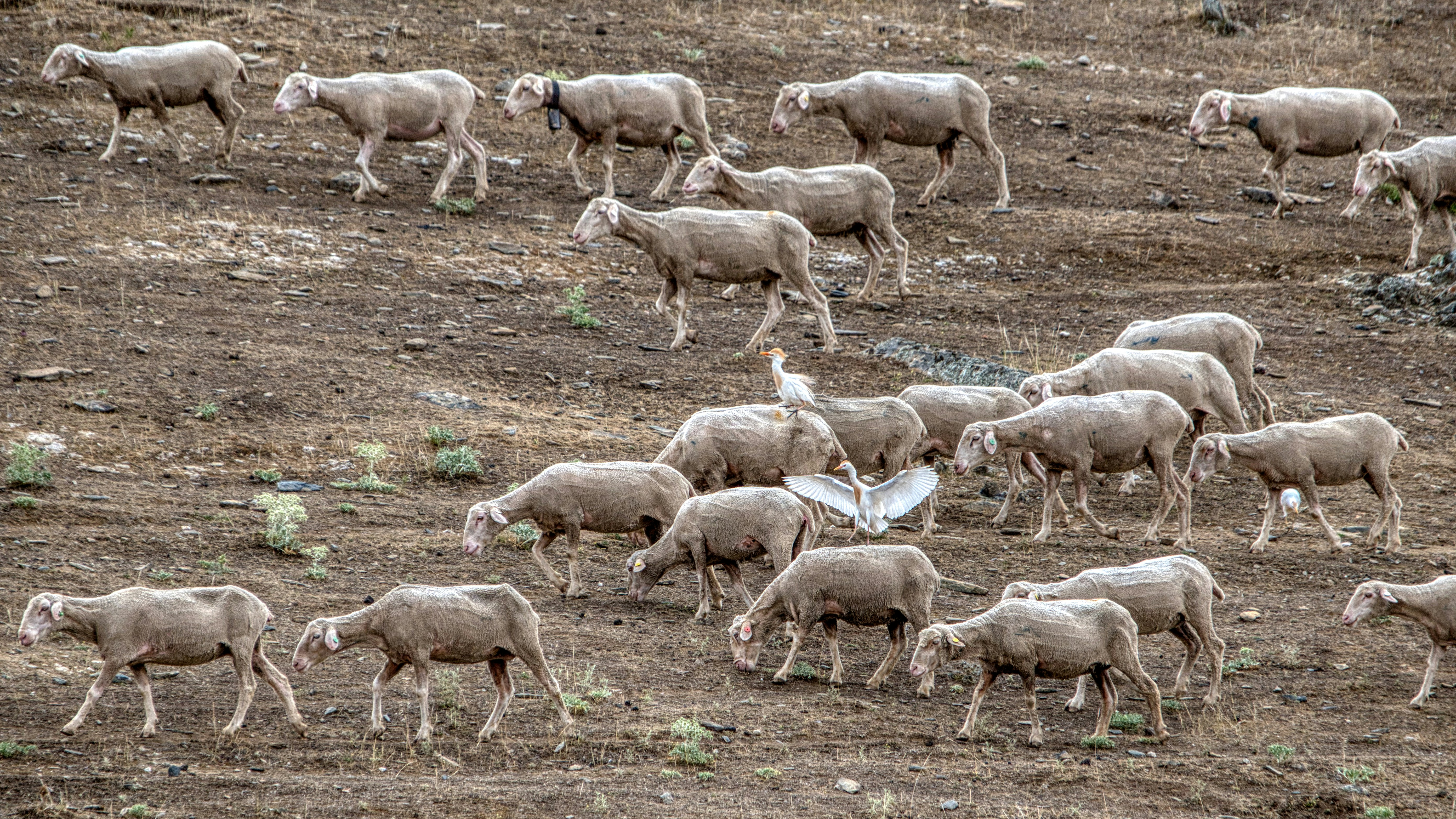 The Silent March of the Flock